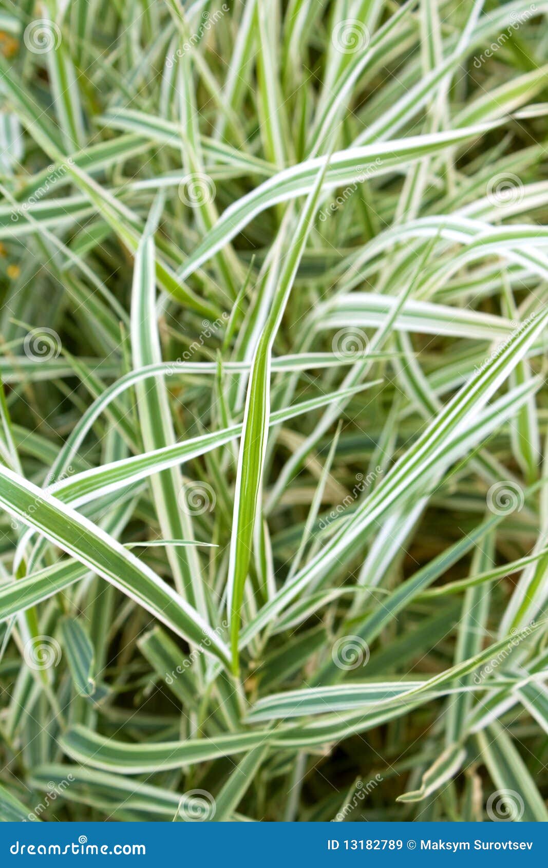 Striped grass stock image. Image of chlorophyll, freshness - 13182789