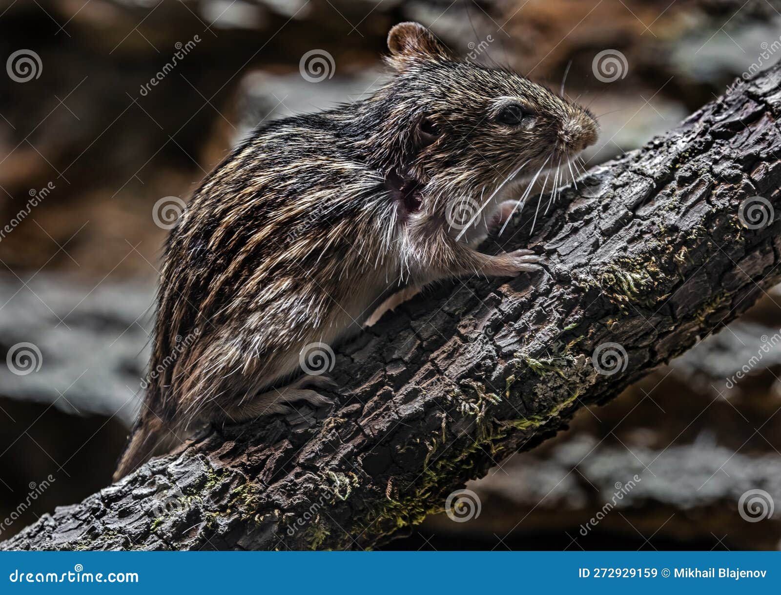 Striped Grass Mouse on the Branch 2 Stock Image - Image of zoology ...