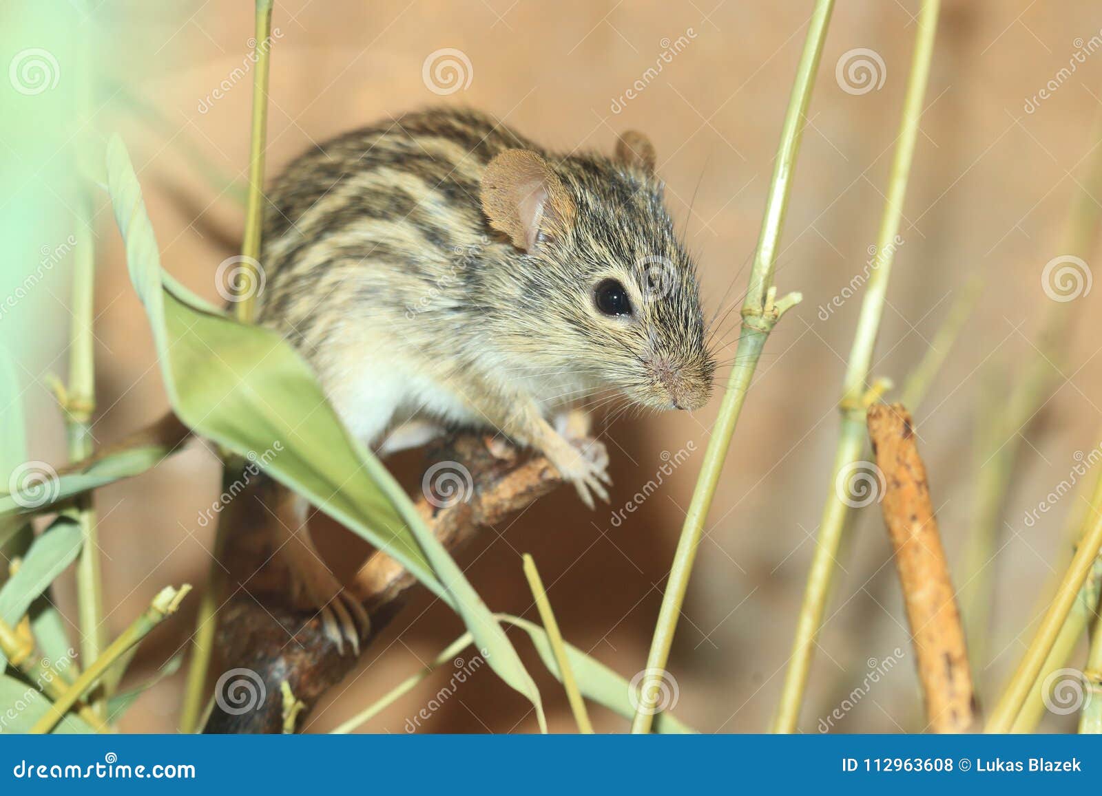 Striped grass mouse stock photo. Image of barbarus, lemniscomys - 112963608