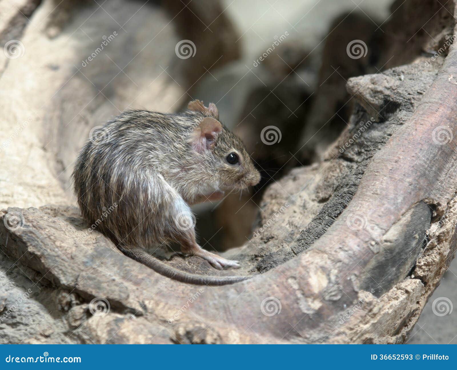 Striped grass mouse stock image. Image of sunny, branch - 36652593