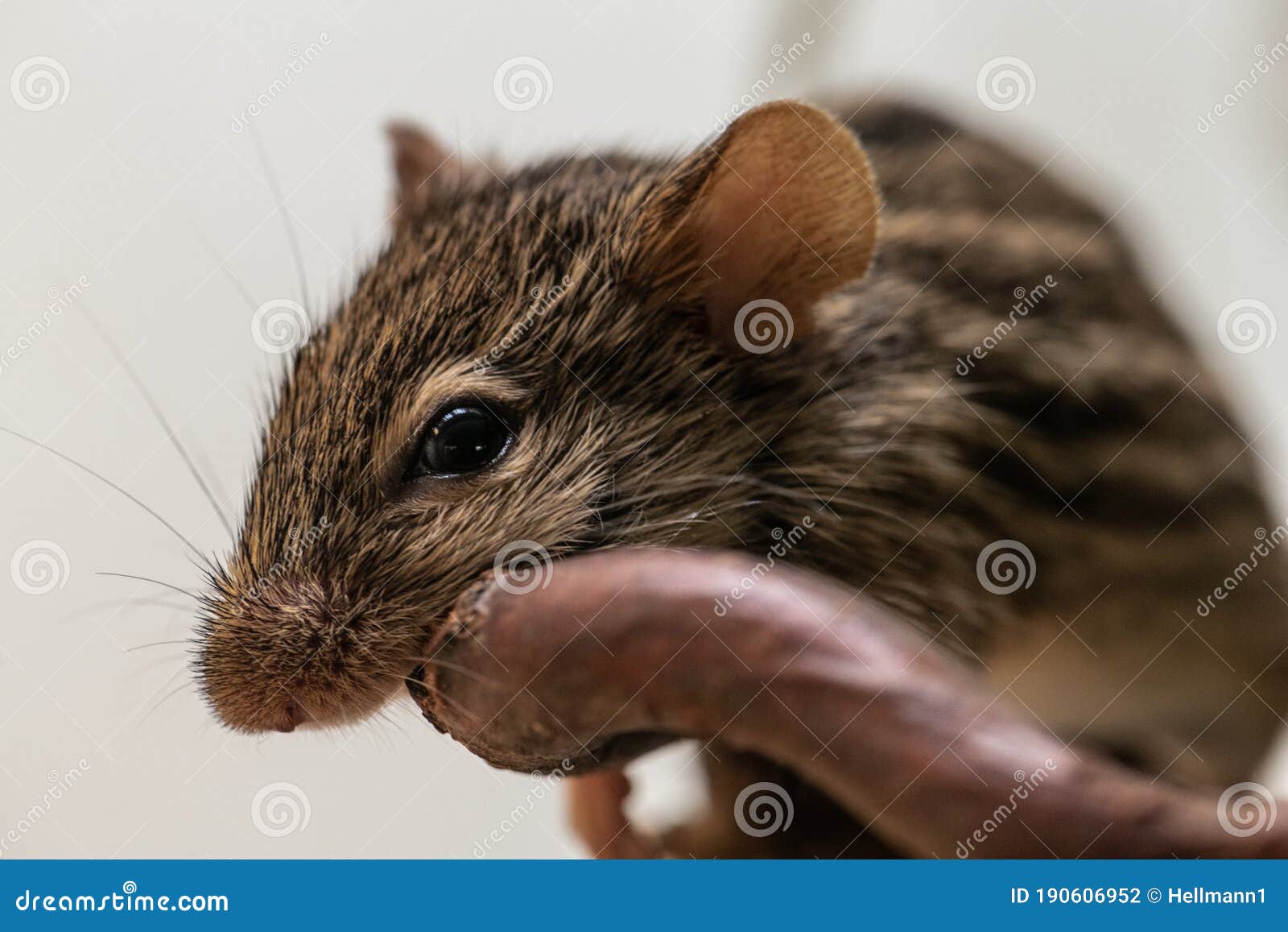 Striped Grass Mouse stock photo. Image of animal, rodent - 190606952