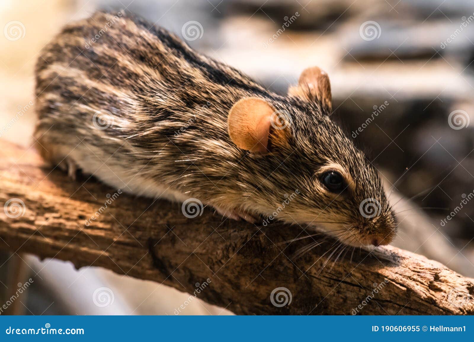 Striped Grass Mouse stock image. Image of habitat, breeding - 190606955