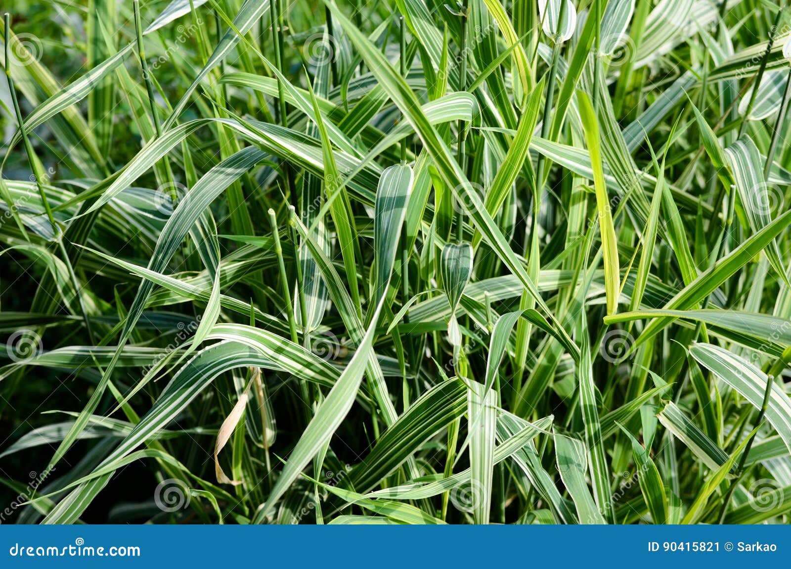Striped grass stock image. Image of white, decorative - 90415821