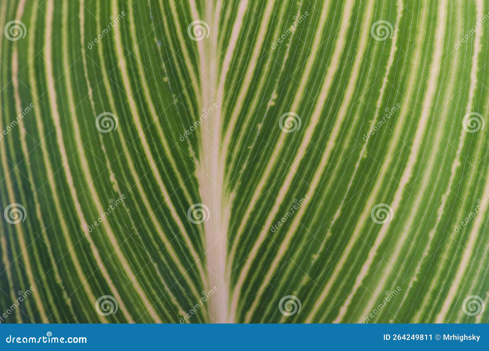 Striped Green Grass Texture With Perspective View. Parts Of Lawn In ...