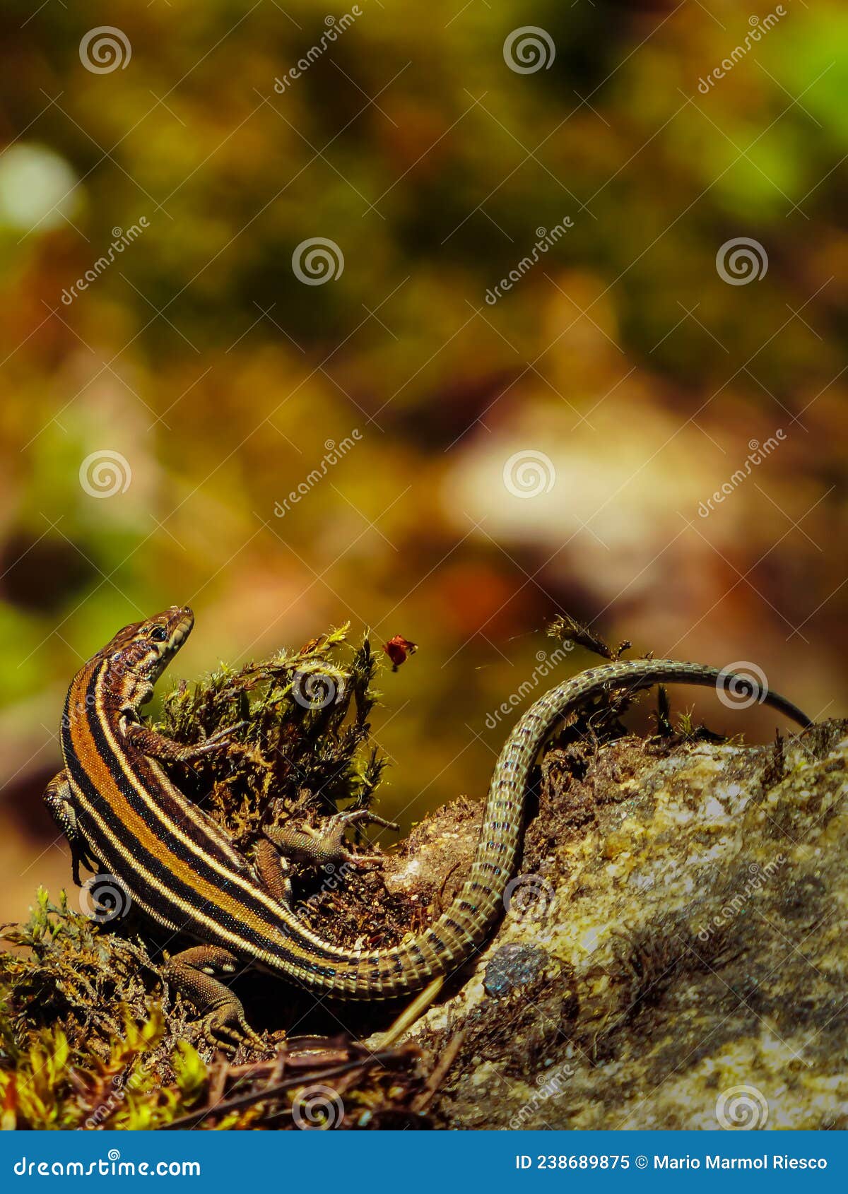 Striped Green Lizard Looking Down with Unfocused Background Stock Image ...