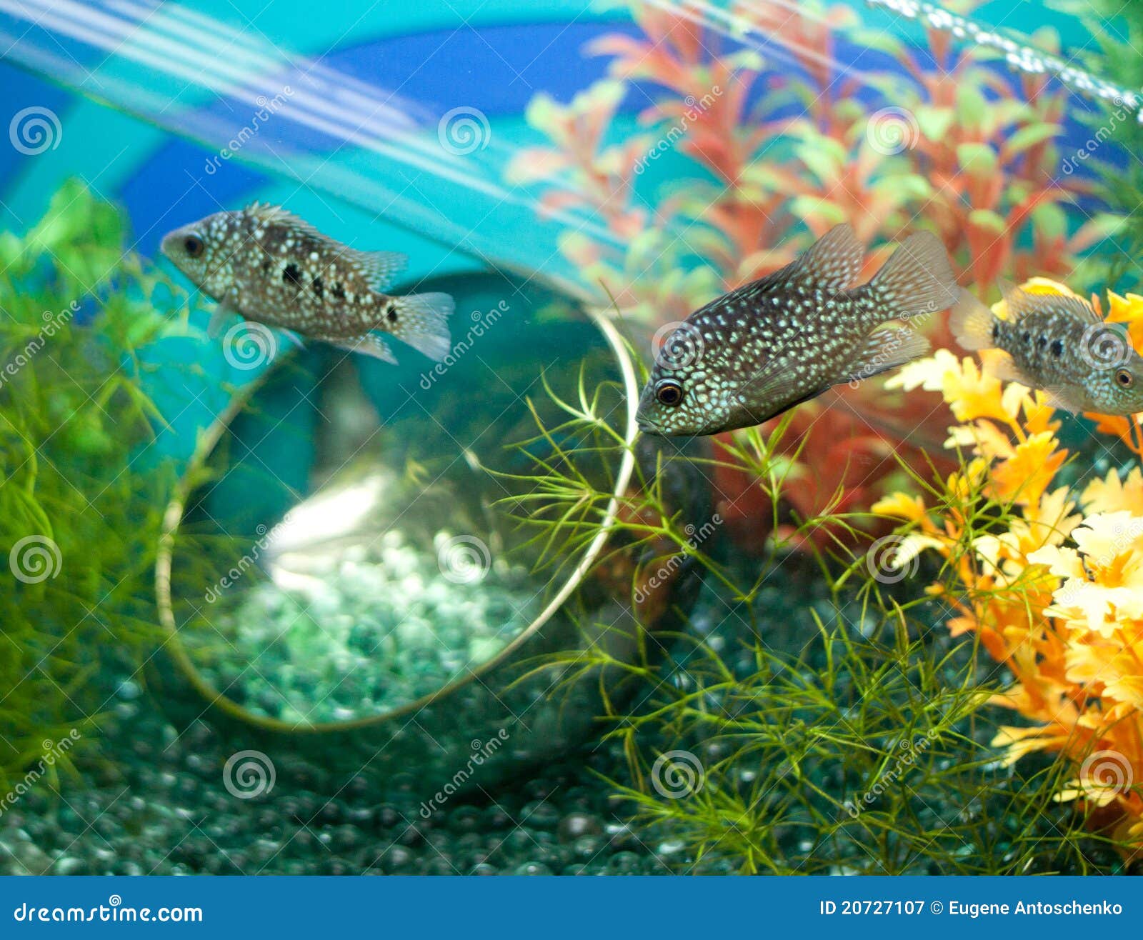 Striped Grey Fish in Decorated Aquarium Stock Image - Image of amazonas ...