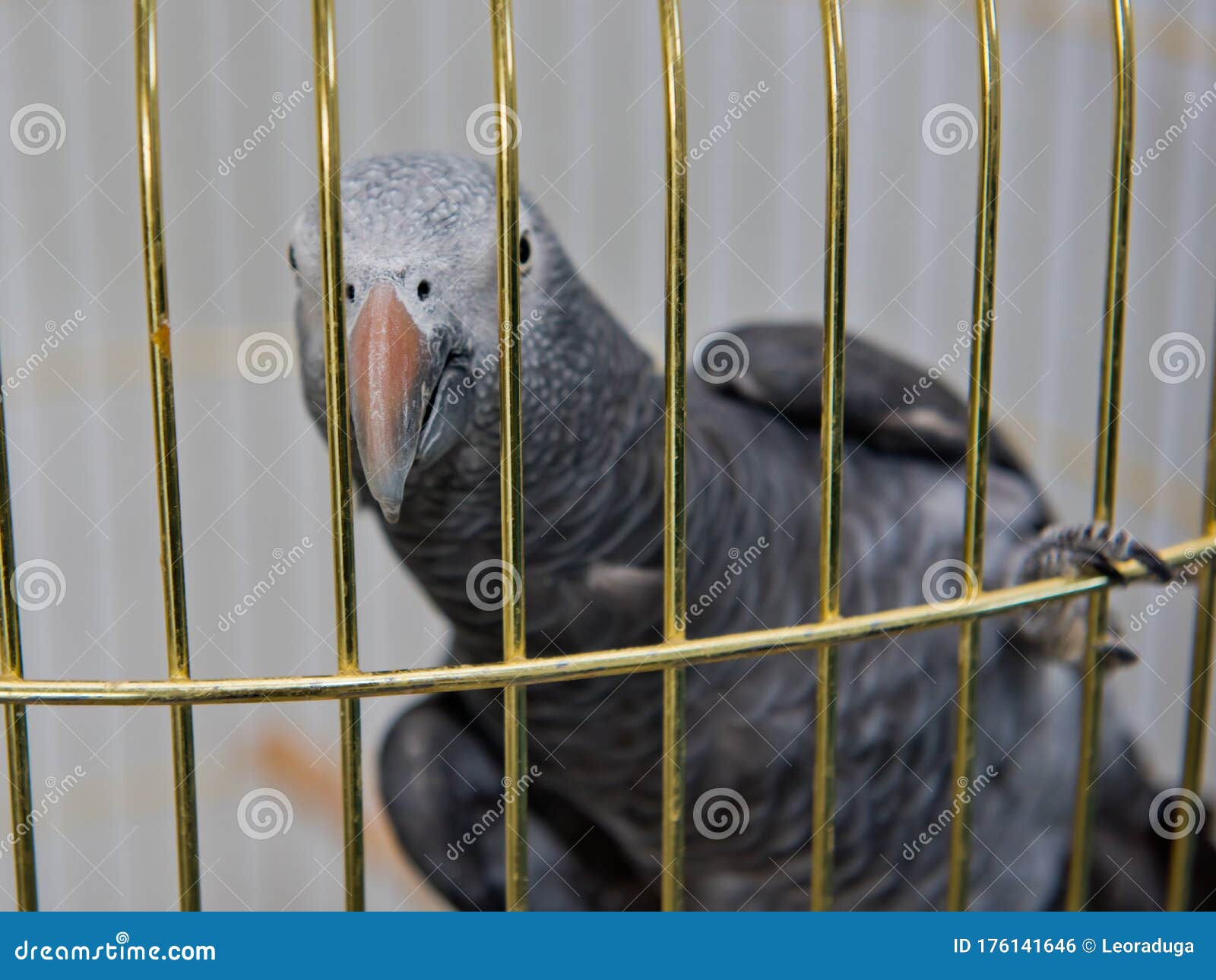 Striped Grey Talking Big Parrot. Stock Photo - Image of head, talking ...