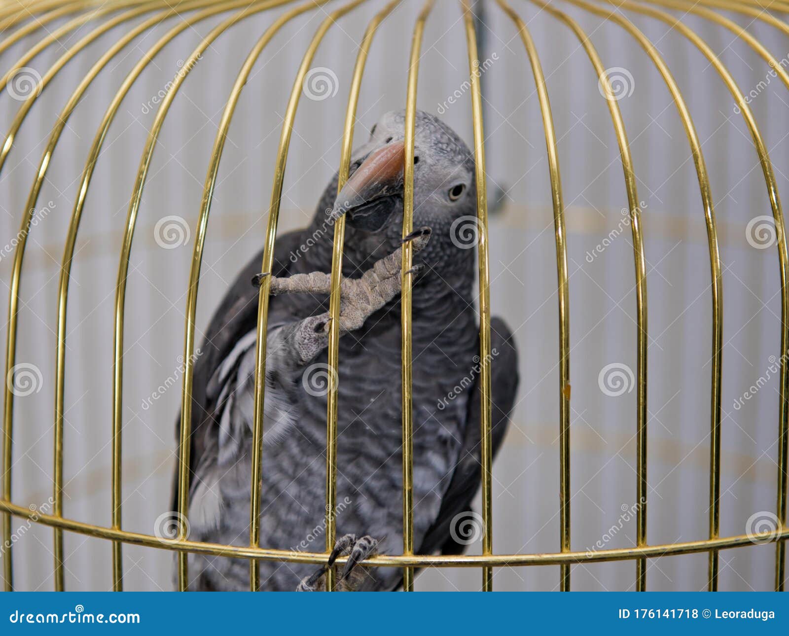 Striped Grey Talking Big Parrot. Stock Photo - Image of domestic, bird ...