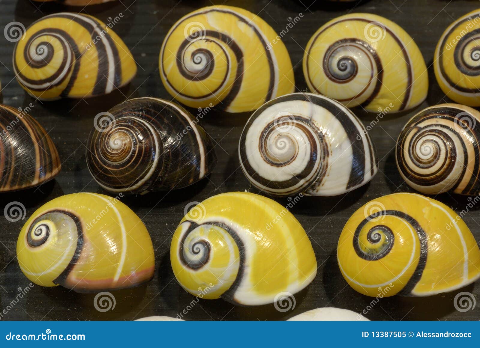 Striped Ground snails stock image. Image of wild, animal - 13387505