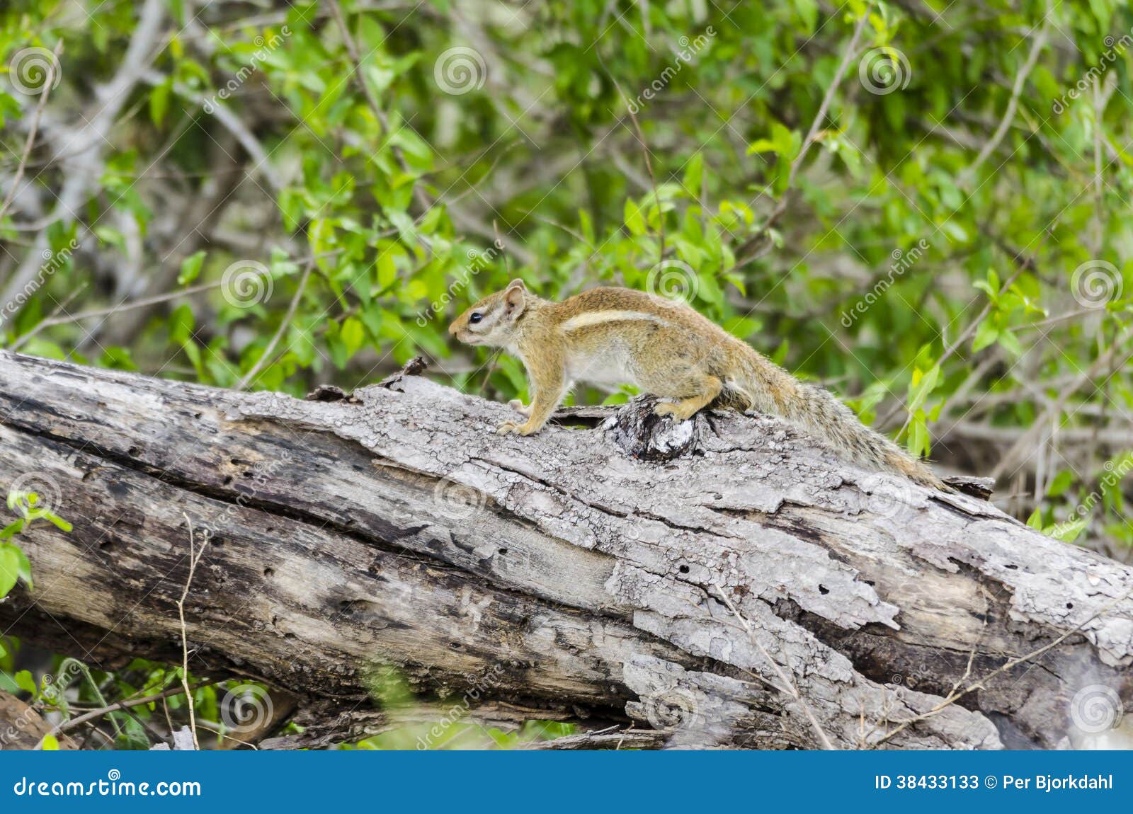 Striped ground squirrel stock image. Image of striped - 38433133