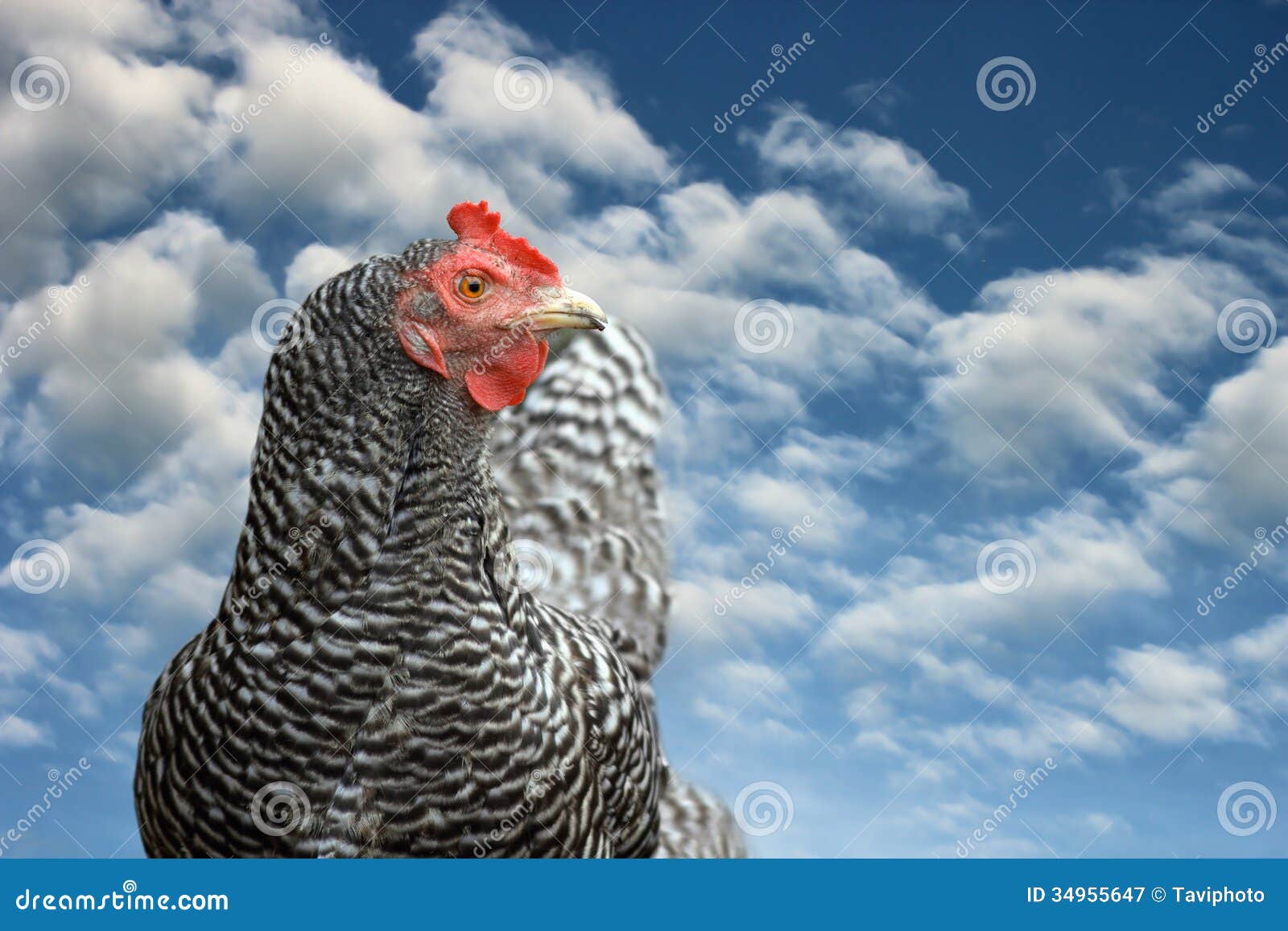Striped Hen Blue Sky Scenic Stock Image - Image of feathered, blue ...