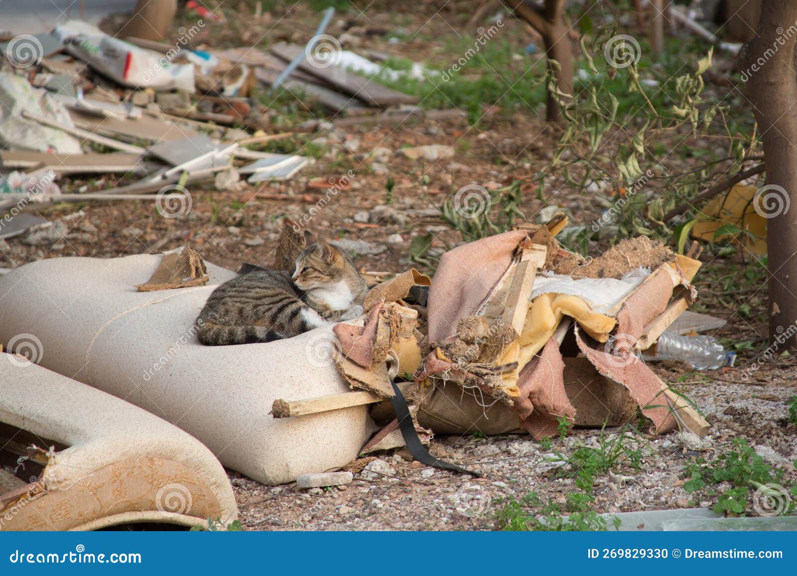 Striped Homeless Cat on Dump Stock Photo - Image of lying, sidewalk ...
