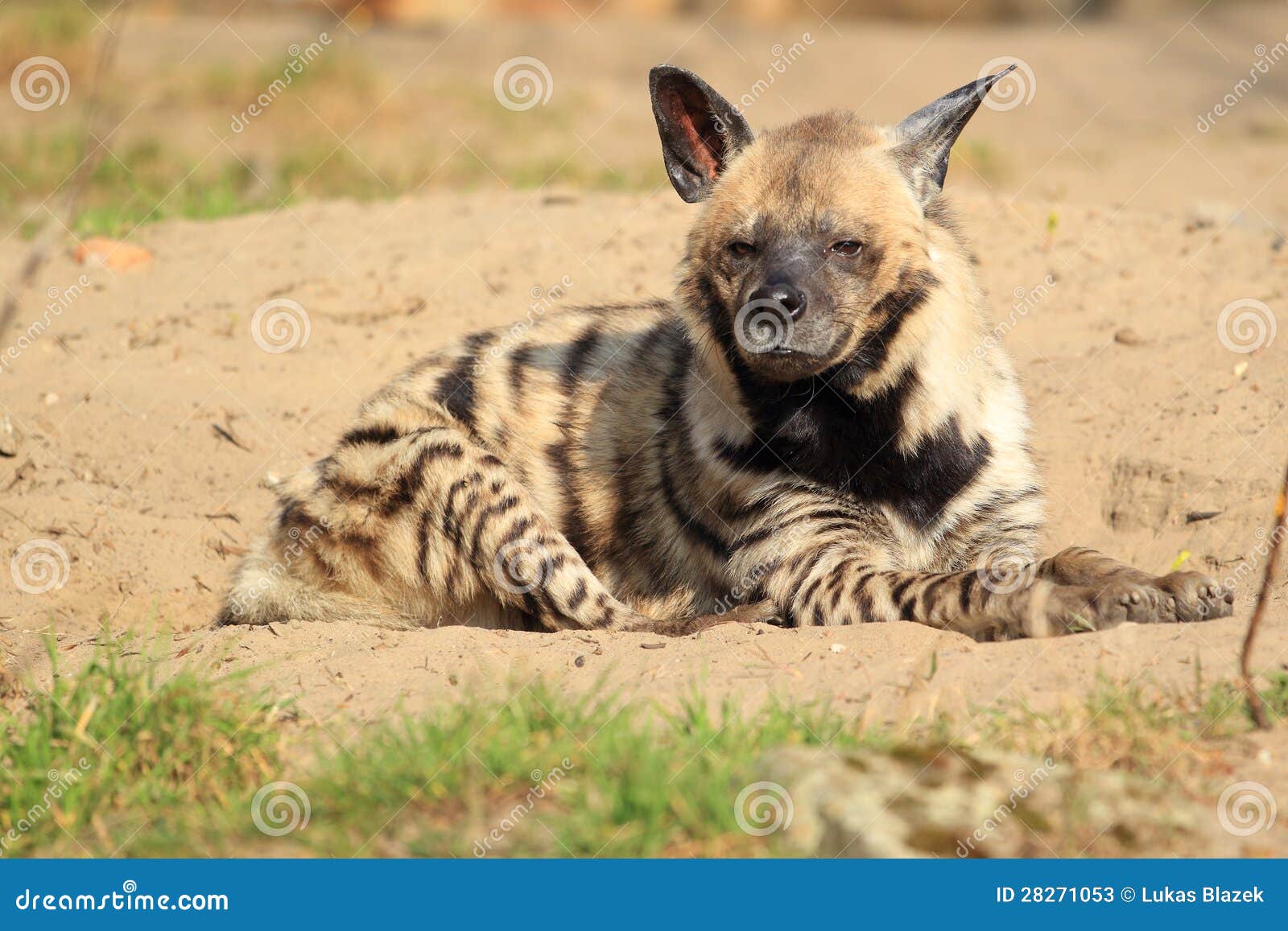 Striped Hyena Pup