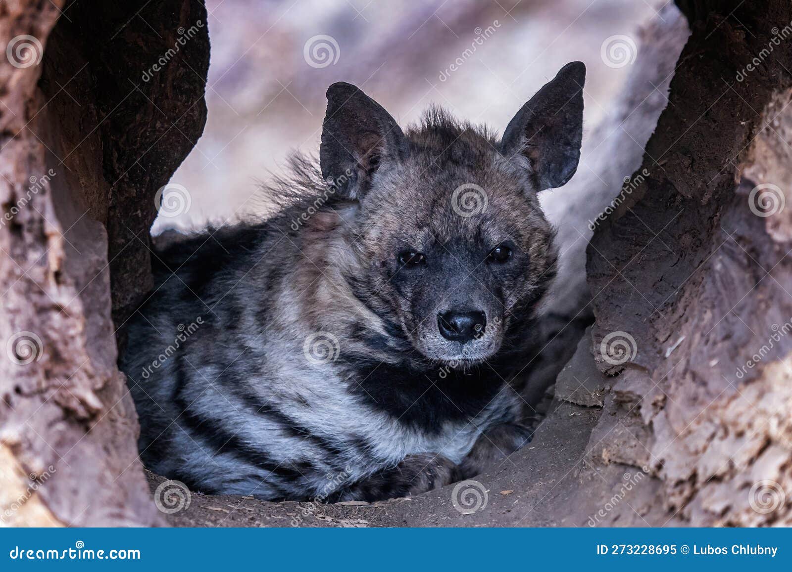 Striped Hyena in the Hollow of a Tree Stock Image - Image of hyena ...
