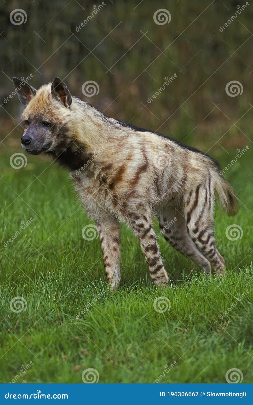 Striped Hyena, Hyaena Hyaena, Adult Standing on Grass Stock Image ...