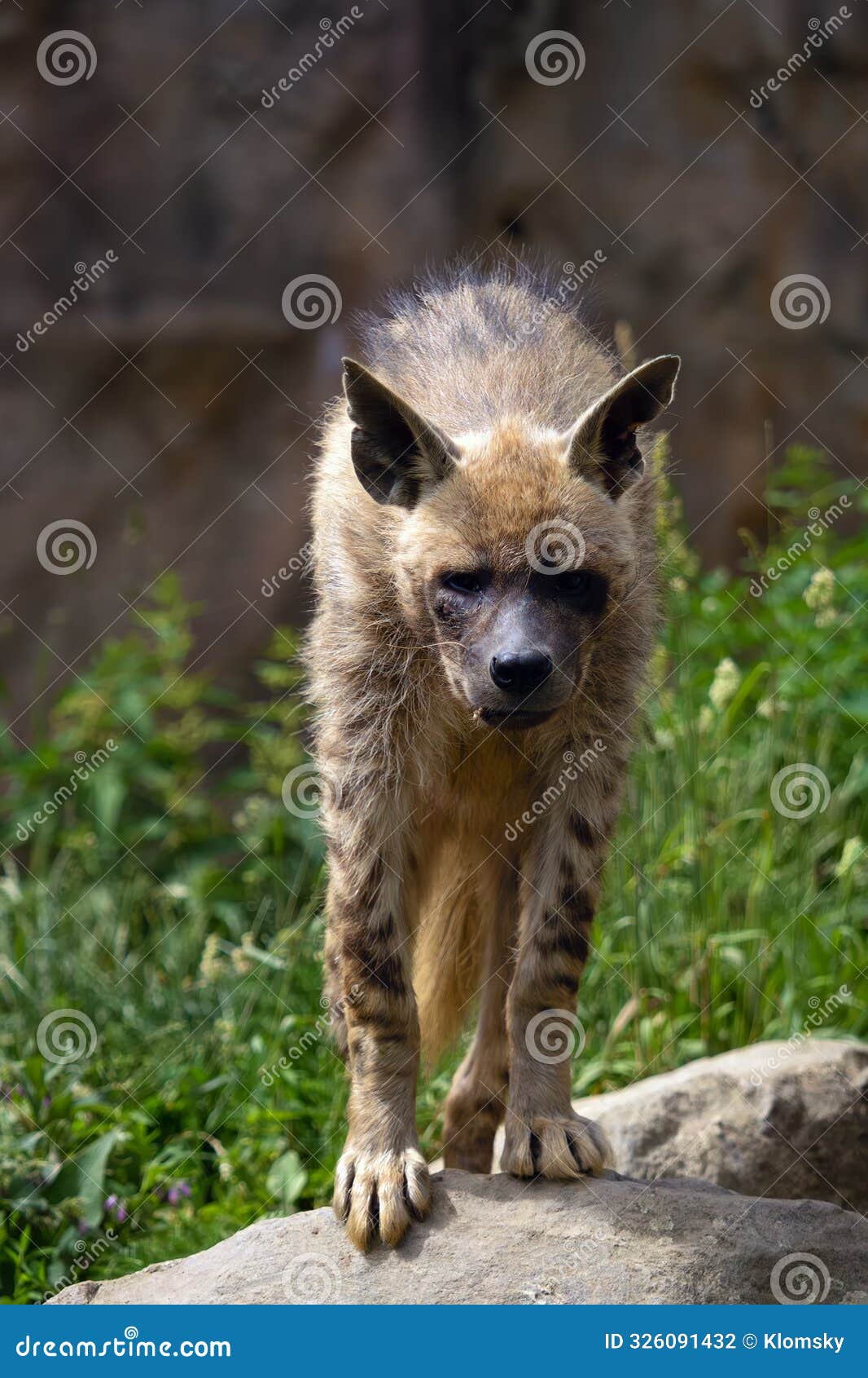 The Striped Hyena (Hyaena Hyaena), Arabian Hyena on Green Grass. Stock ...