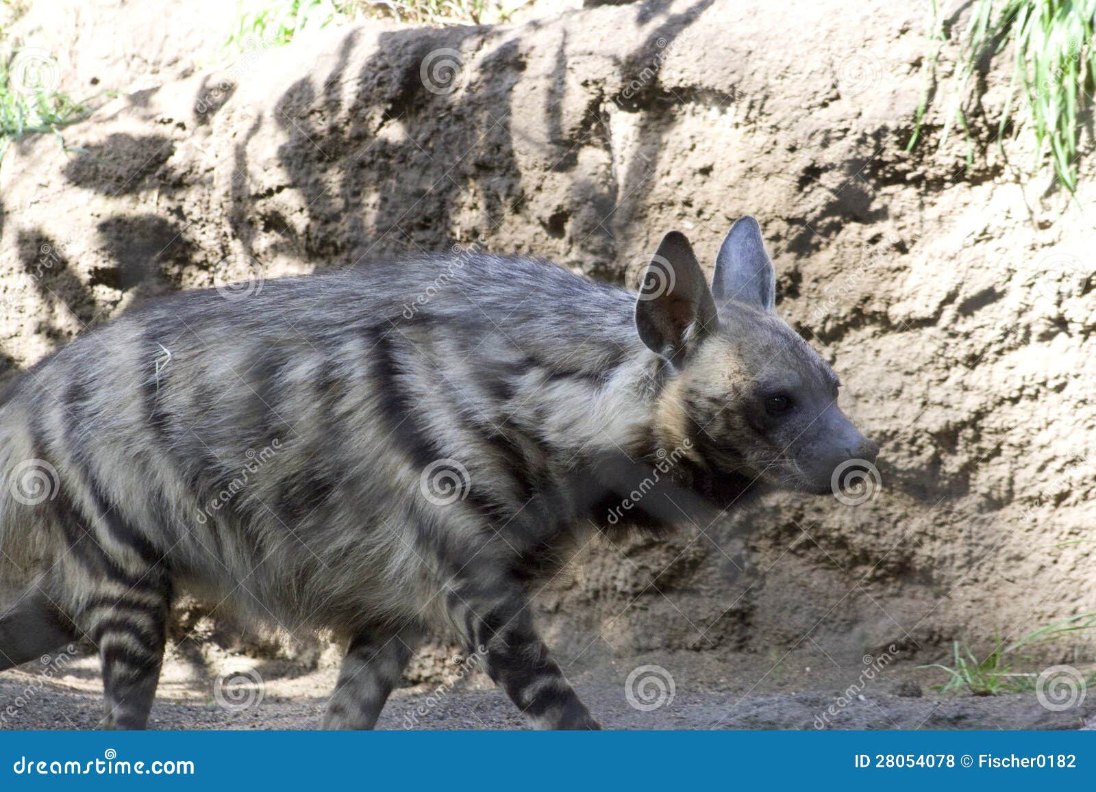 Striped Hyena (Hyaena Hyaena) Stock Photo - Image of hyena, striped ...