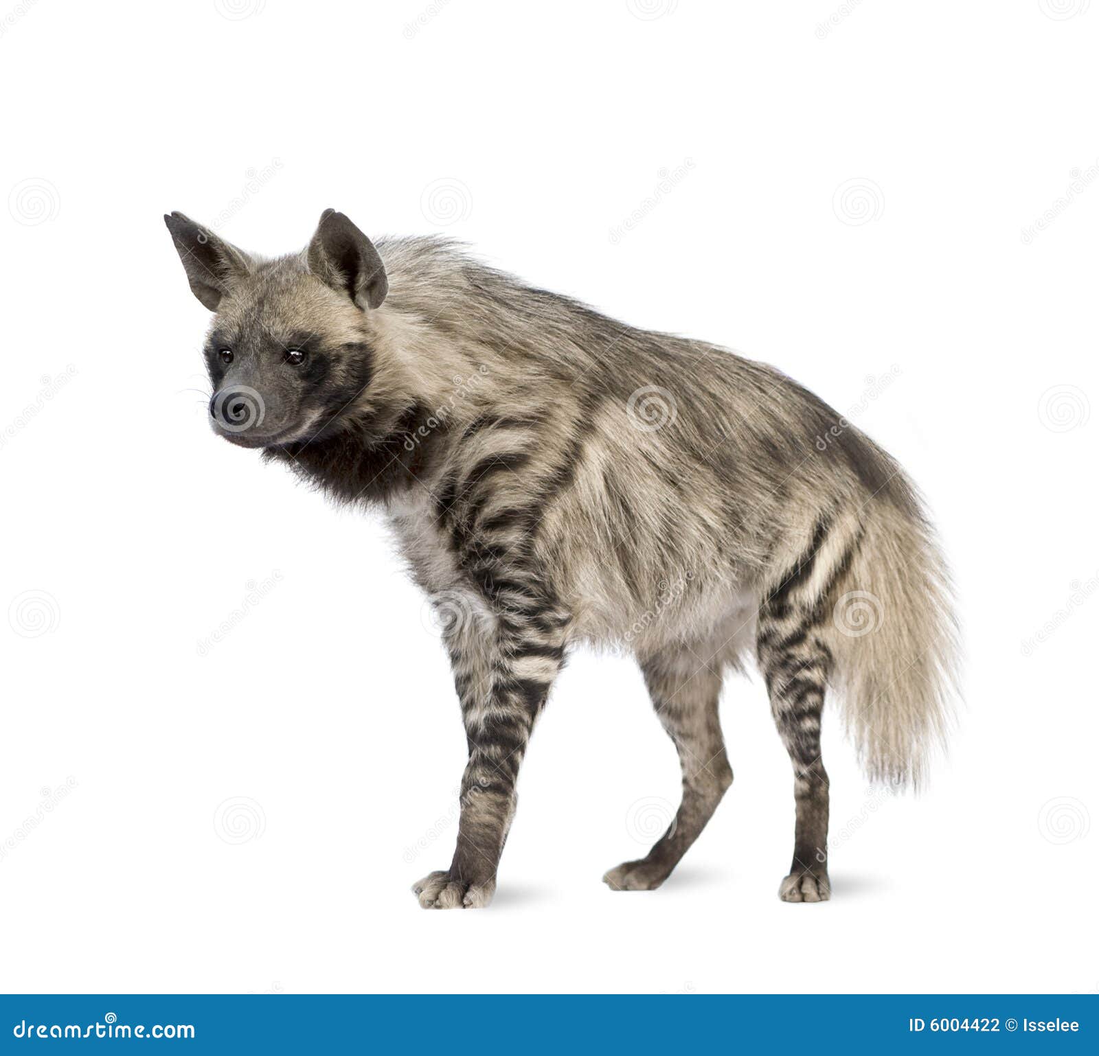 Striped Hyena Pet