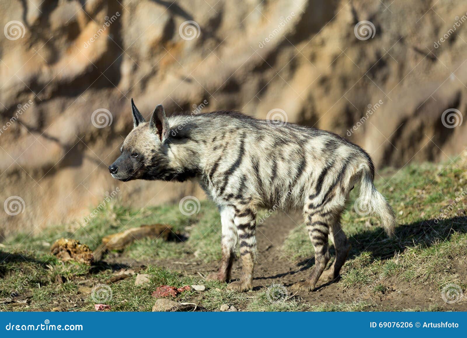 Striped Hyena (Hyaena Hyaena) Stock Photo - Image of asia, asian: 69076206