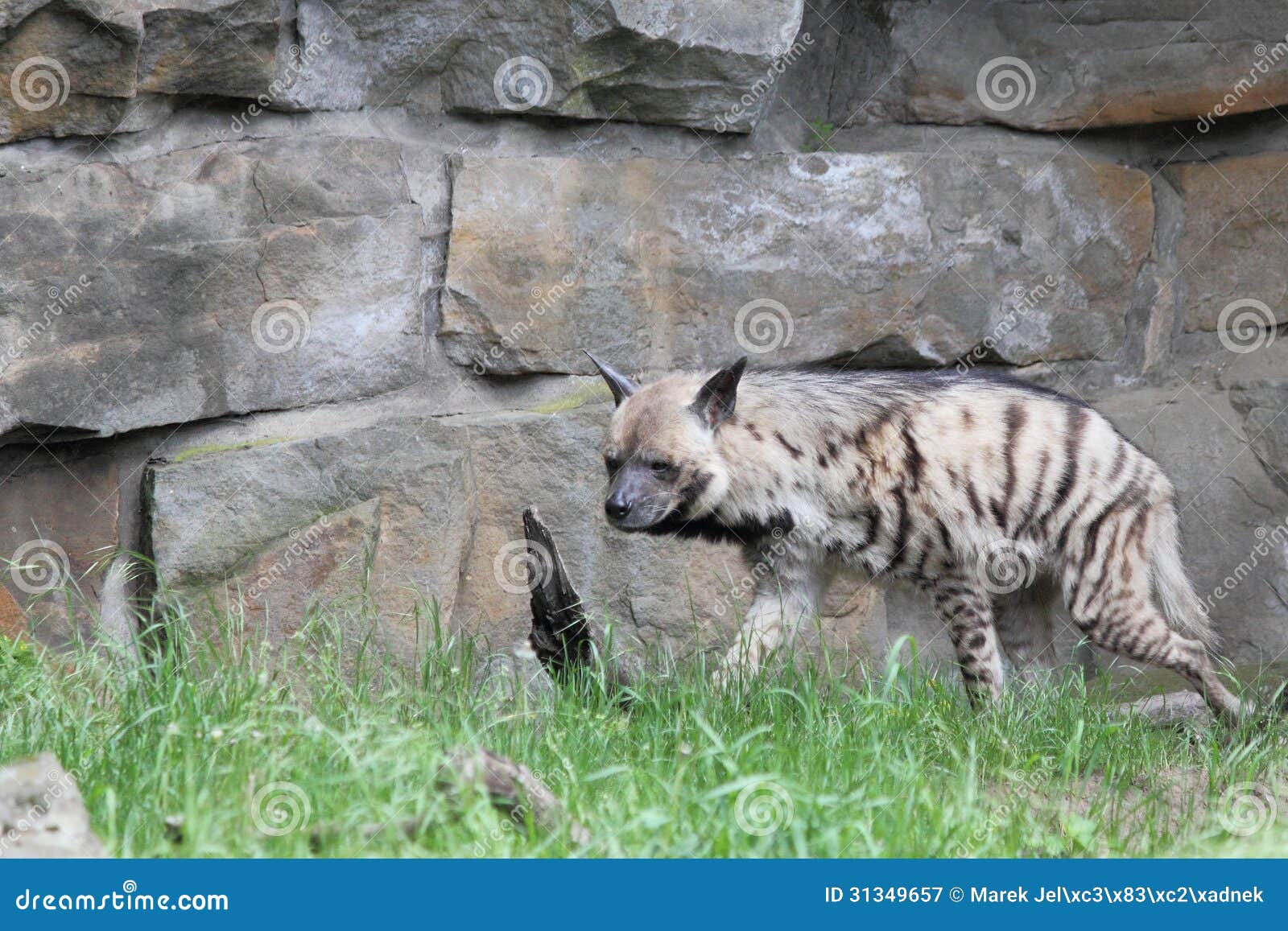 Striped hyena stock image. Image of walking, hyaena, wild - 31349657