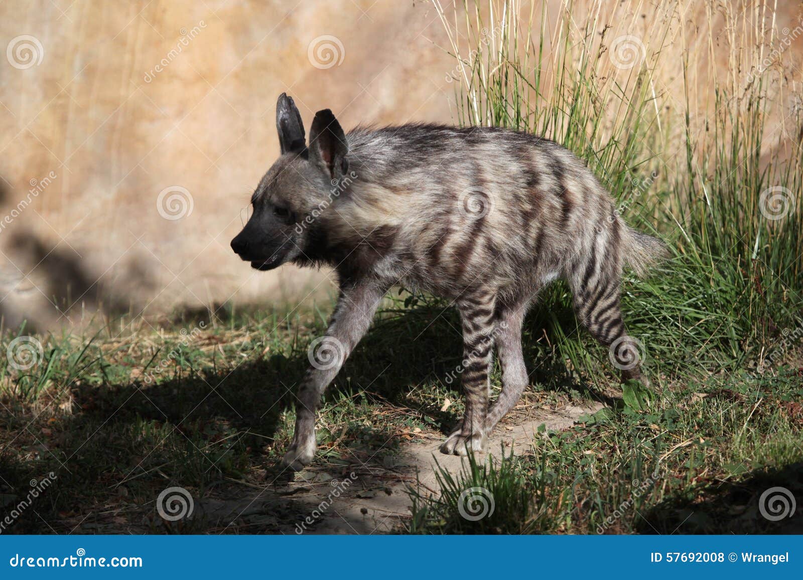 Striped Hyena (Hyaena Hyaena). Stock Photo - Image of mammals, east ...