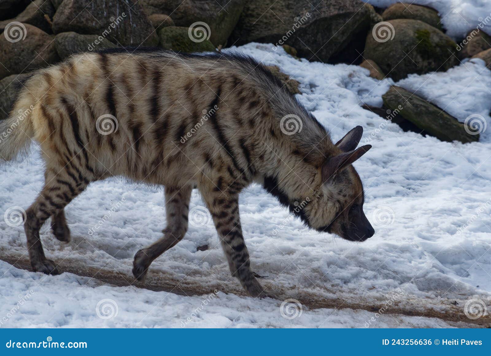 Striped Hyena Hyaena Hyaena Stock Photo - Image of striped, hyaenidae ...