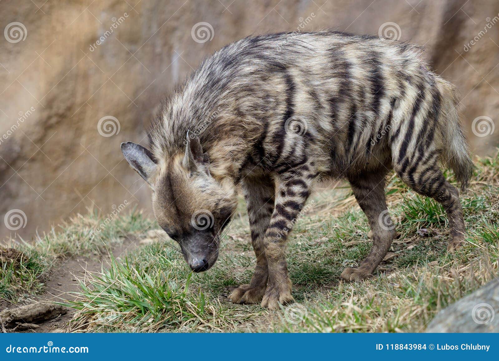 Striped hyena stock photo. Image of kenya, green, brindle - 118843984