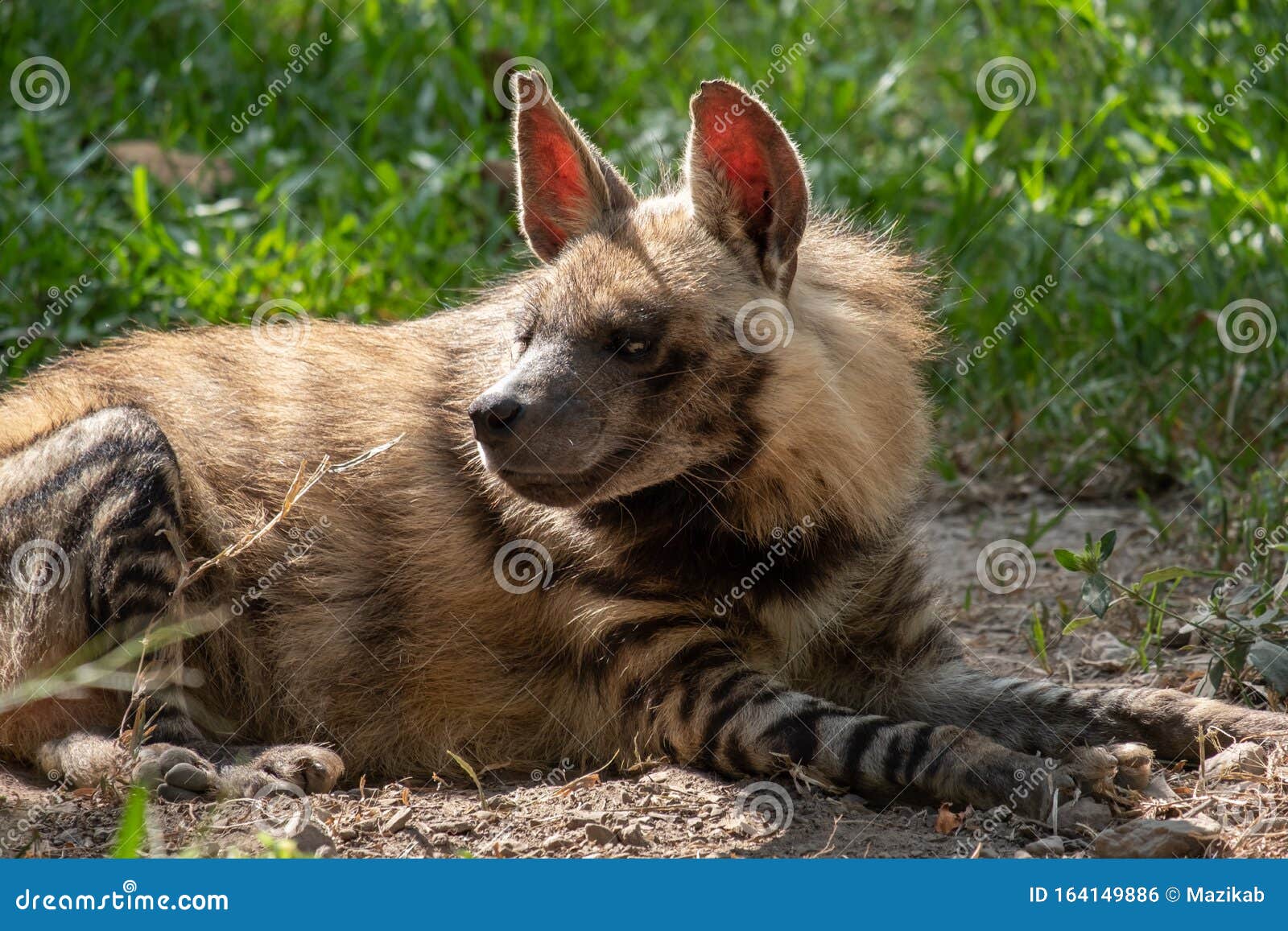 Striped hyena stock photo. Image of cute, hyaenidae - 164149886
