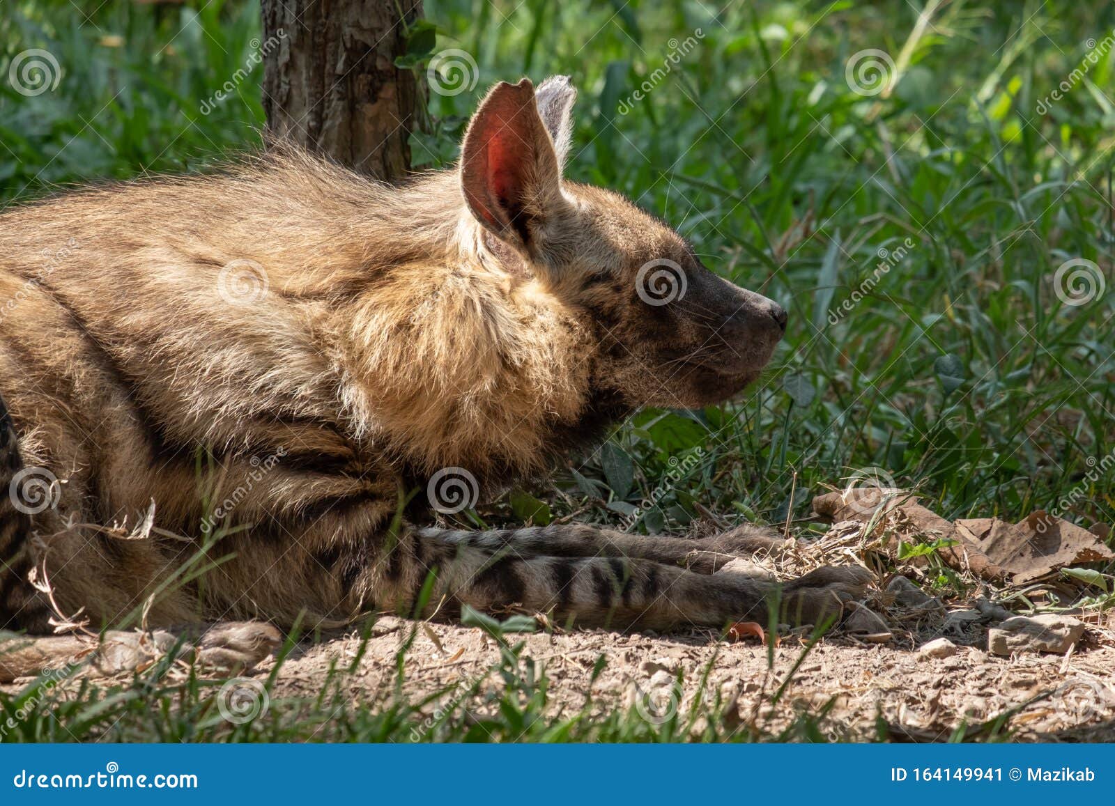 Striped hyena stock image. Image of grey, portrait, carnivore - 164149941