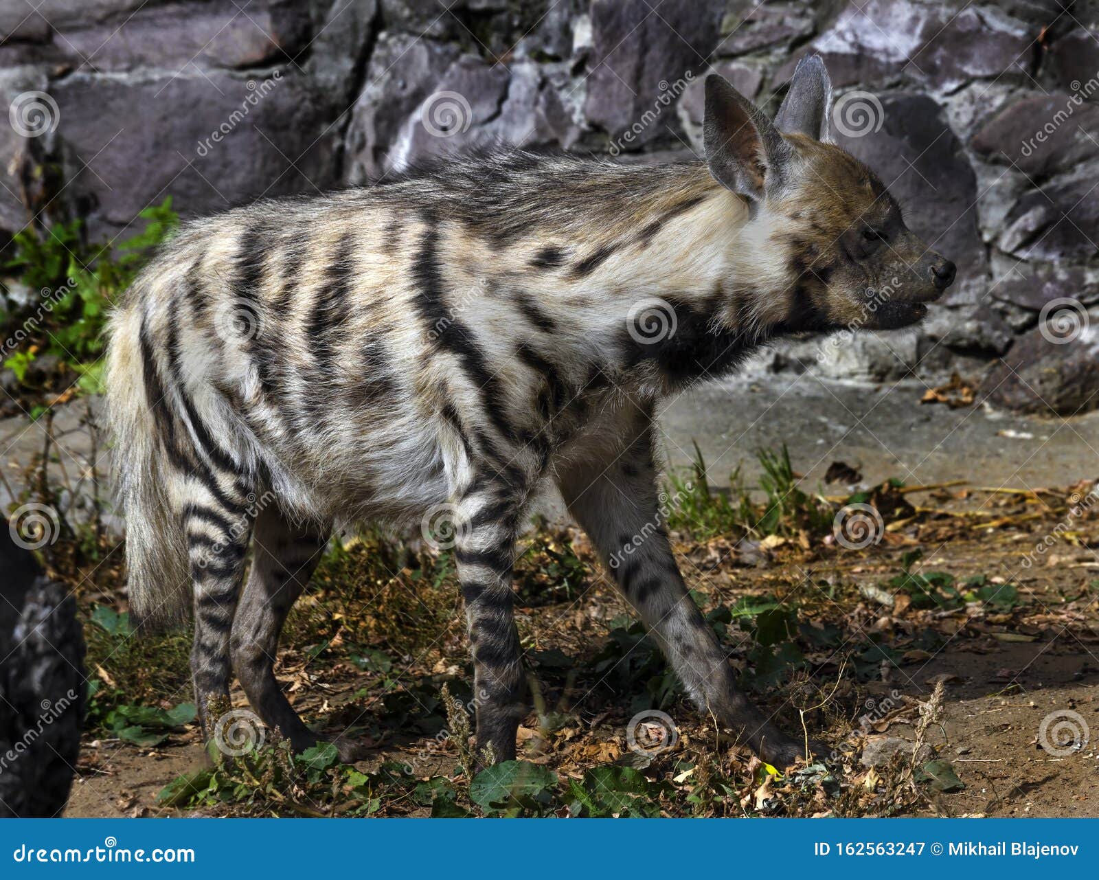 Striped hyena 9 stock image. Image of animal, fauna - 162563247