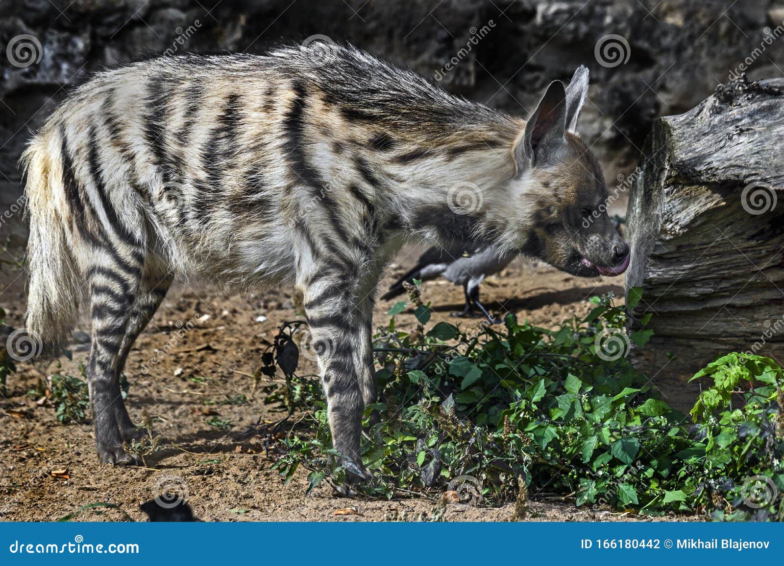 Striped hyena 10 stock photo. Image of fauna, fang, hyena - 166180442