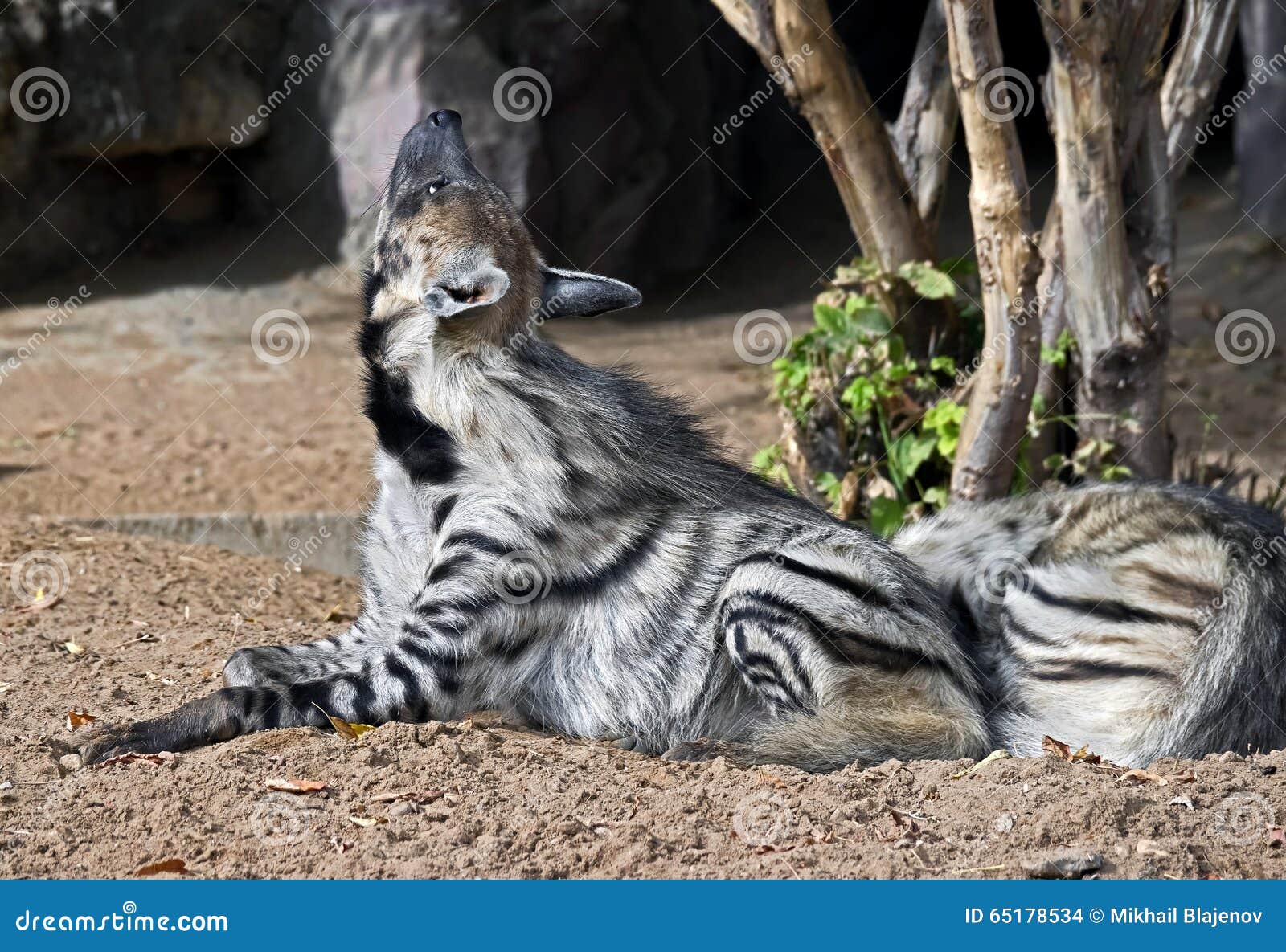 Striped hyena 3 stock photo. Image of fang, striped, creature - 65178534