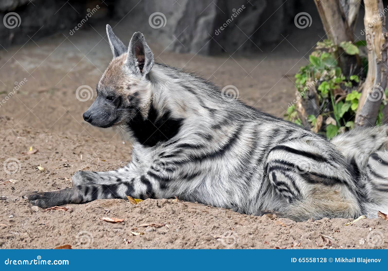Striped hyena 4 stock photo. Image of tail, ugly, hyena - 65558128