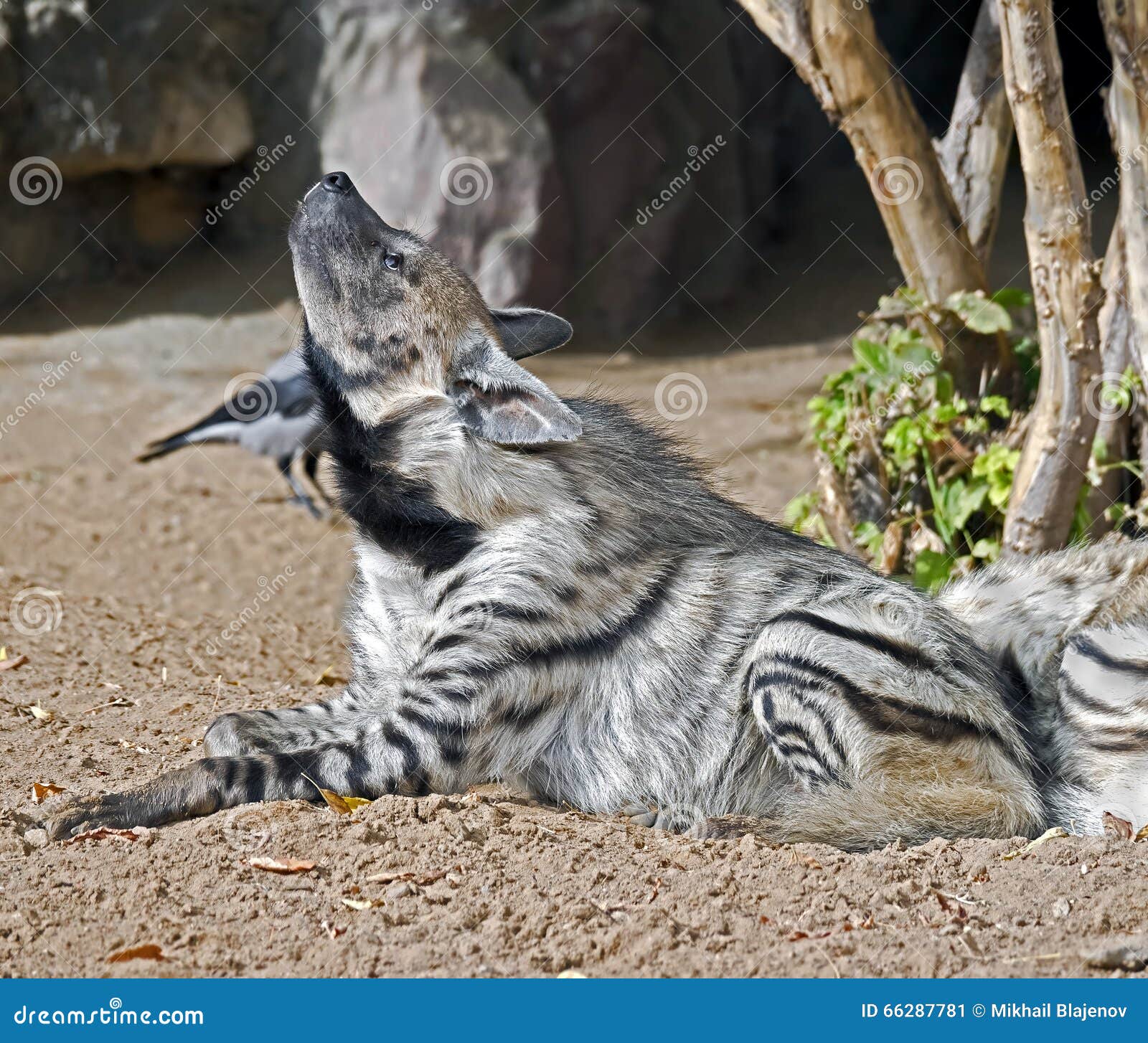 Striped Hyena 5 Stock Photos - Free & Royalty-Free Stock Photos from ...