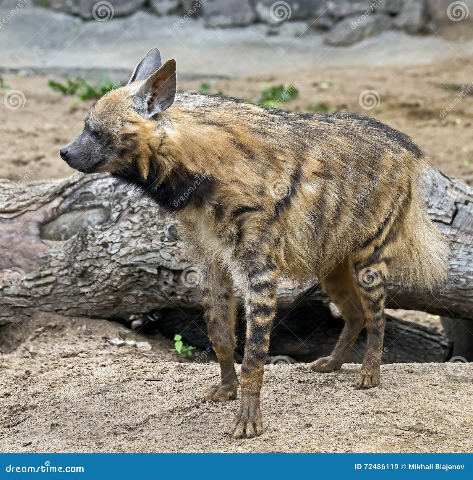 Striped hyena 7 stock image. Image of wild, hyena, claw - 72486119