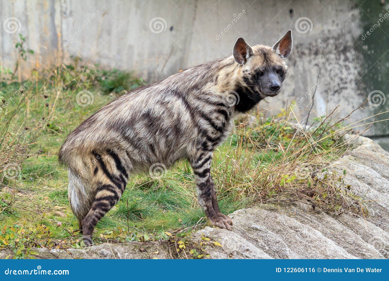 Striped Hyena side stock photo. Image of safari, scavenger - 122606116