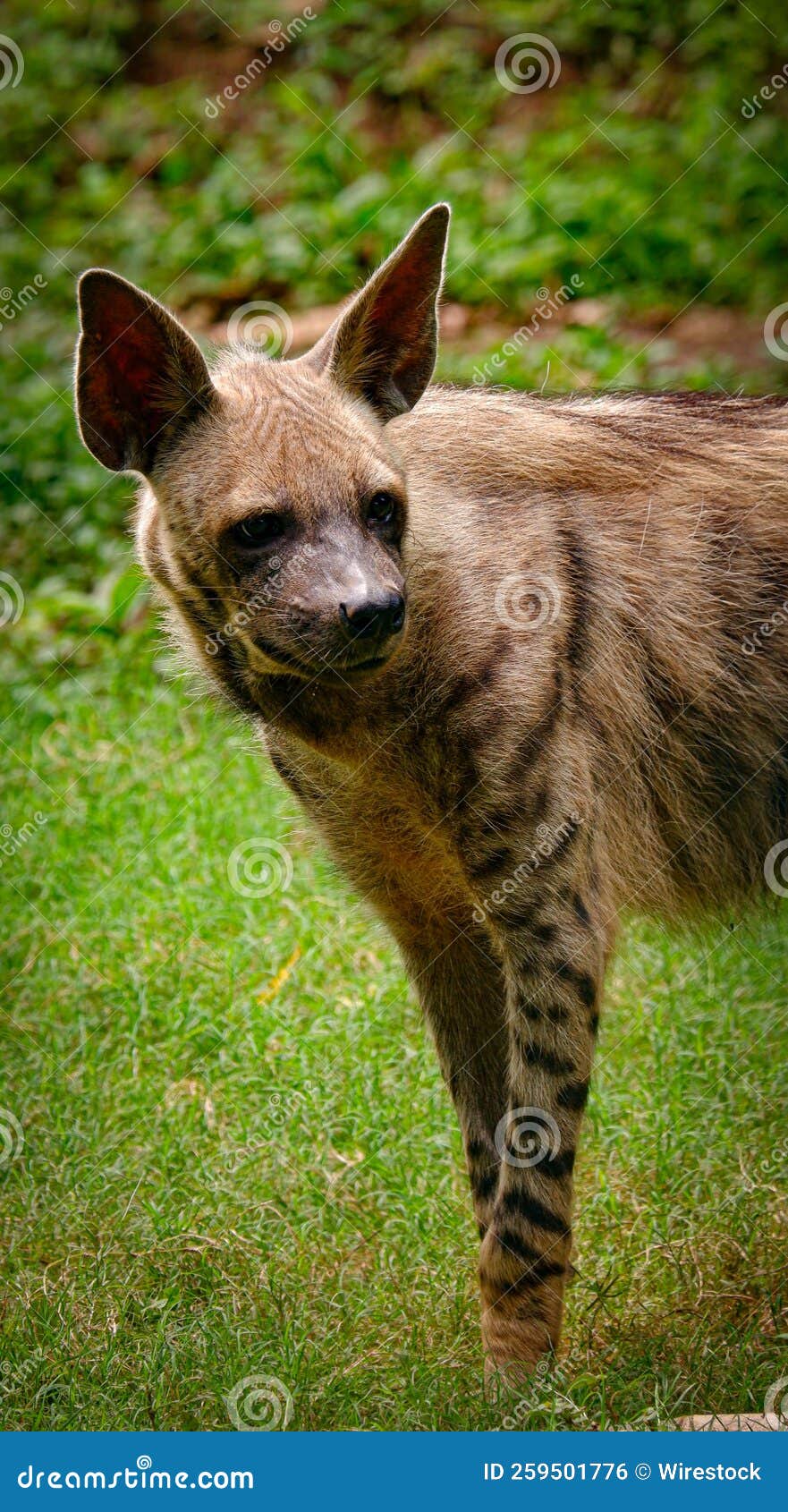 Striped Hyena Standing in Greenery Field Stock Photo - Image of habitat ...