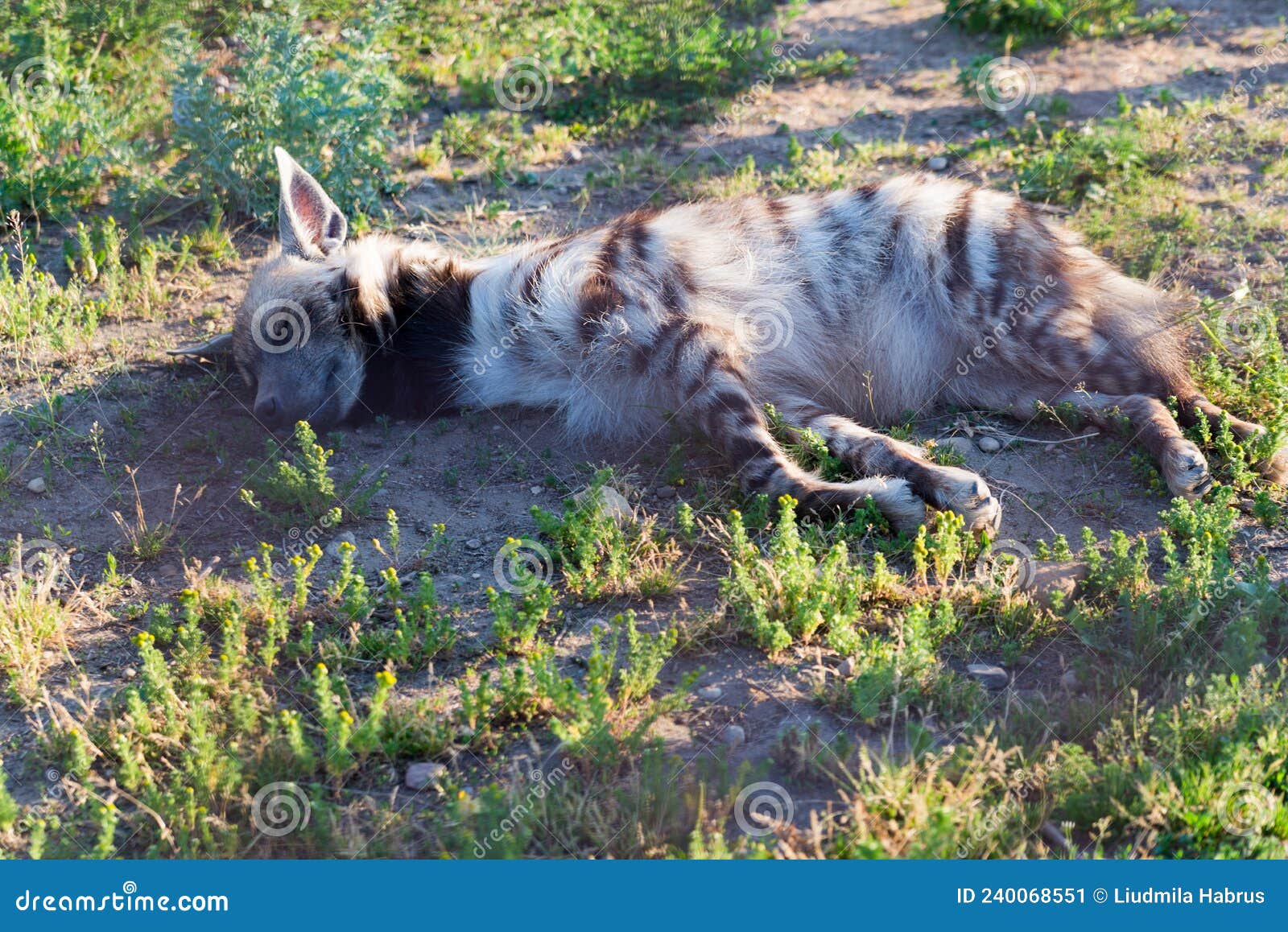 Striped Hyenas Hyaena Hyaena Have Excellent Senses Of Vision, Hearing ...
