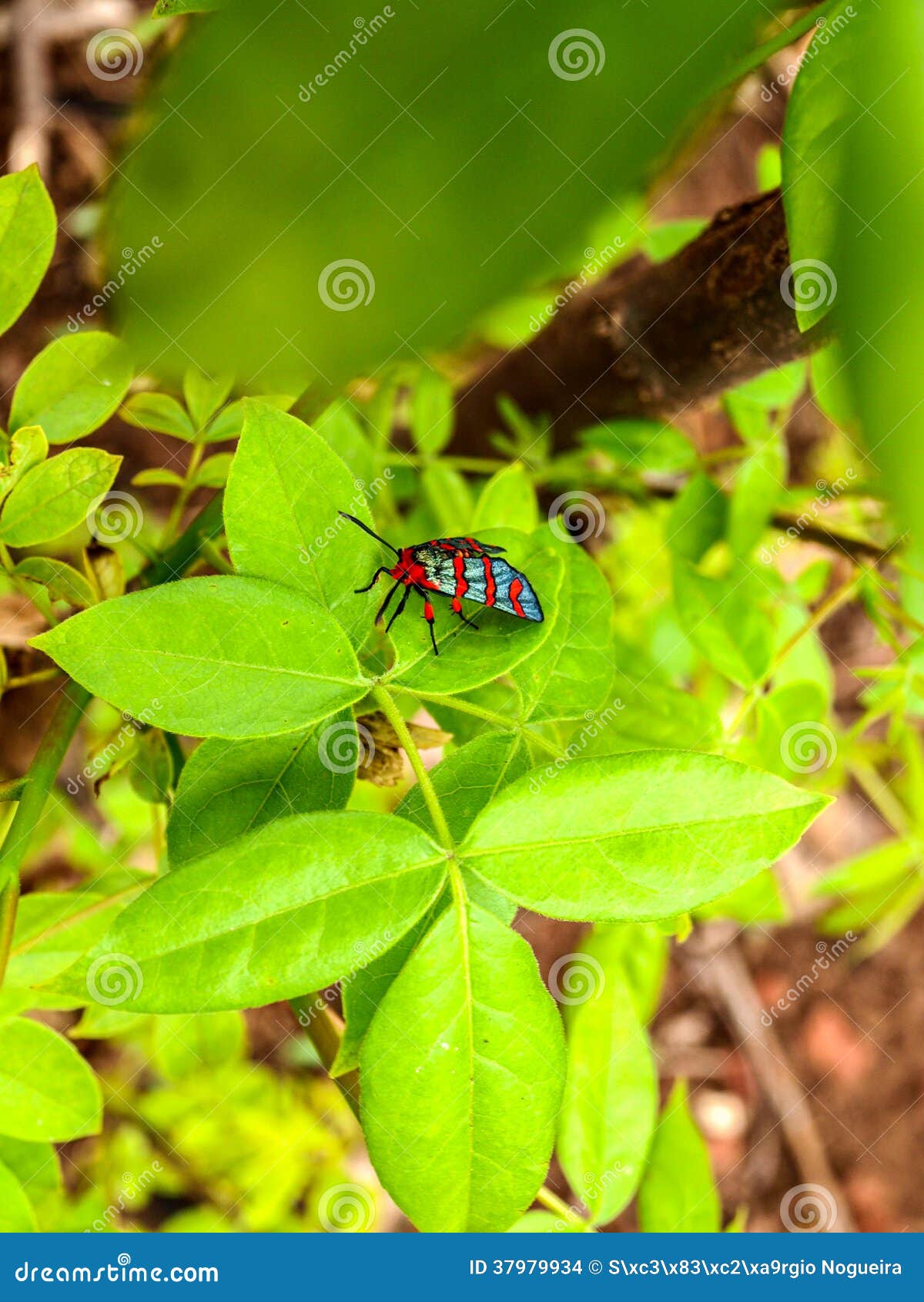Striped insect stock photo. Image of plant, insect, green - 37979934