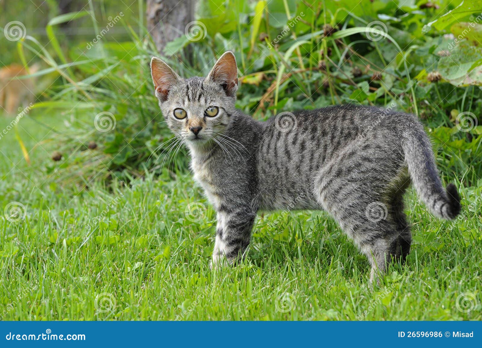 Striped kitten stock photo. Image of darling, beard, playful - 26596986
