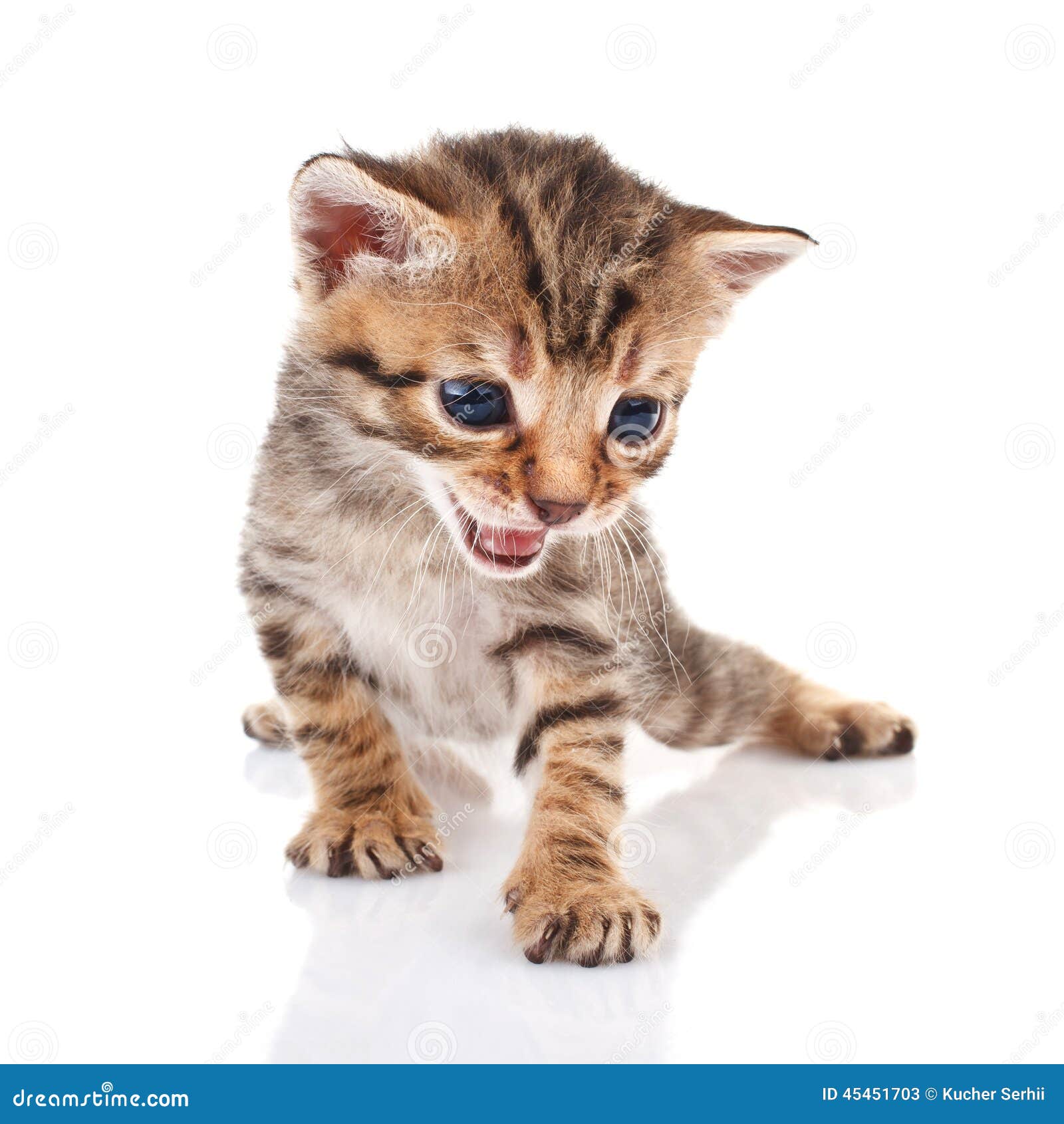 Striped kitten crying stock image. Image of nature, beautiful - 45451703