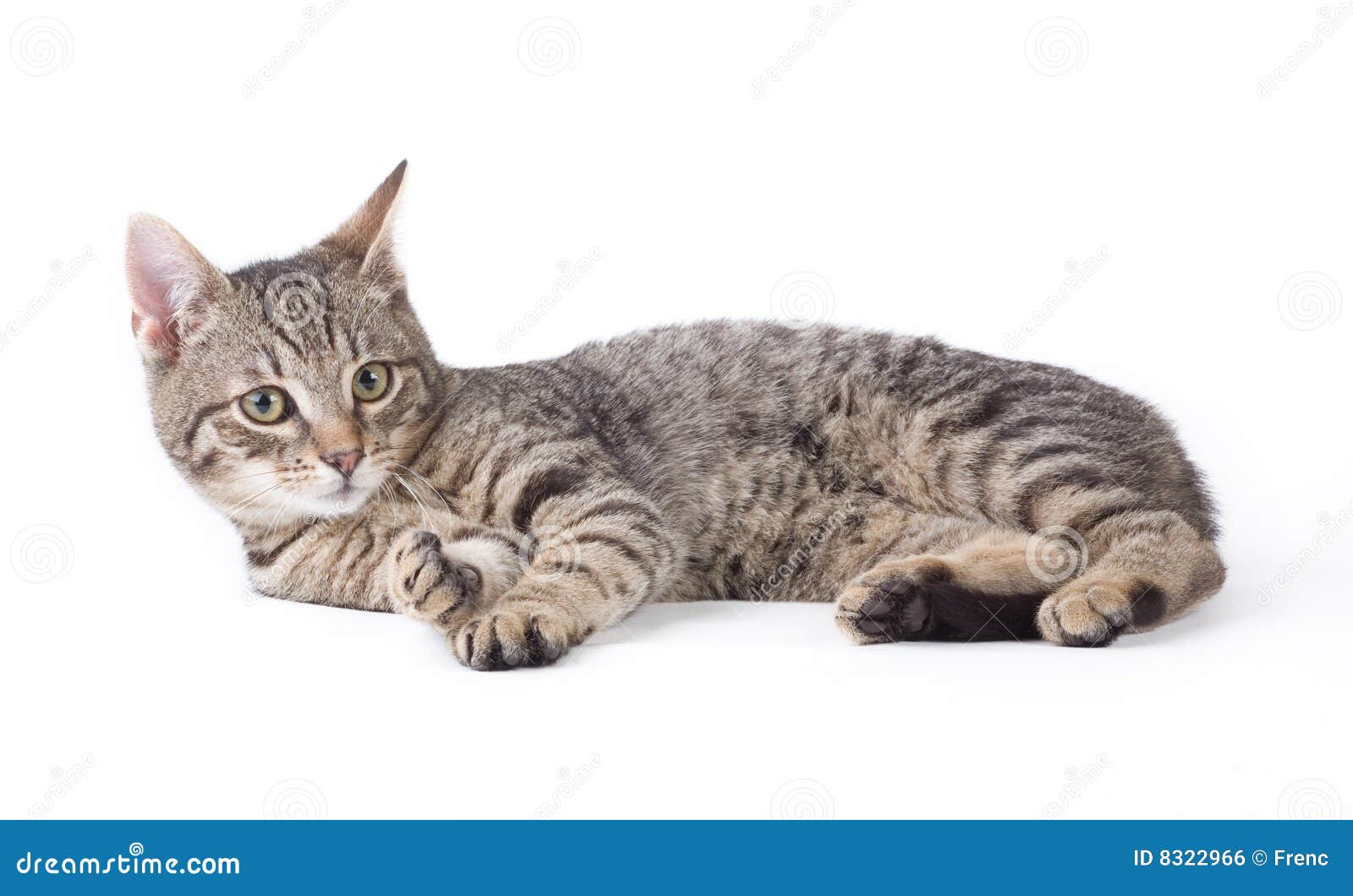 Striped kitten, isolated stock photo. Image of young, grey - 8322966