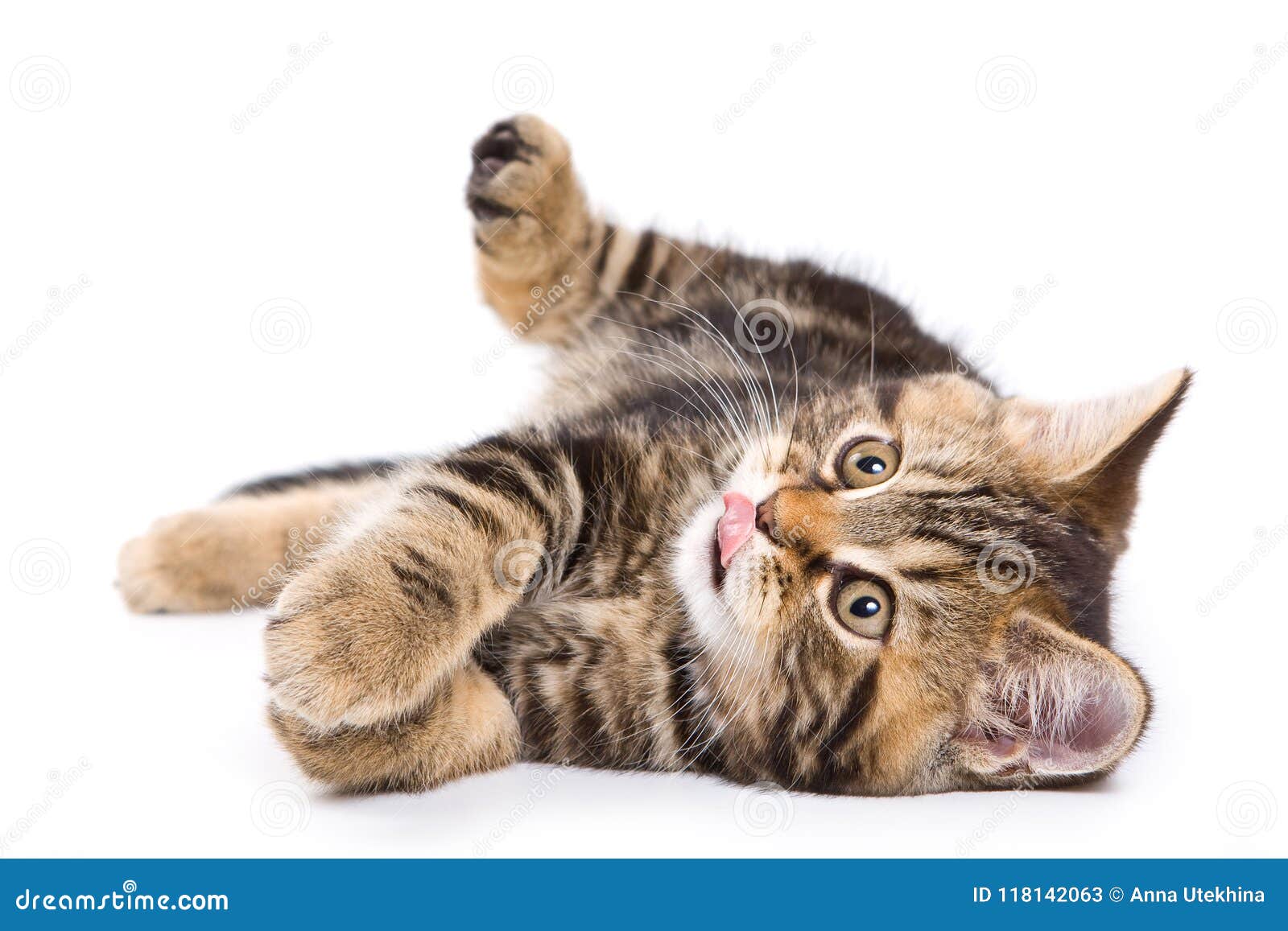 Striped Kitten Lying on Its Side Stock Image - Image of humor, funny ...
