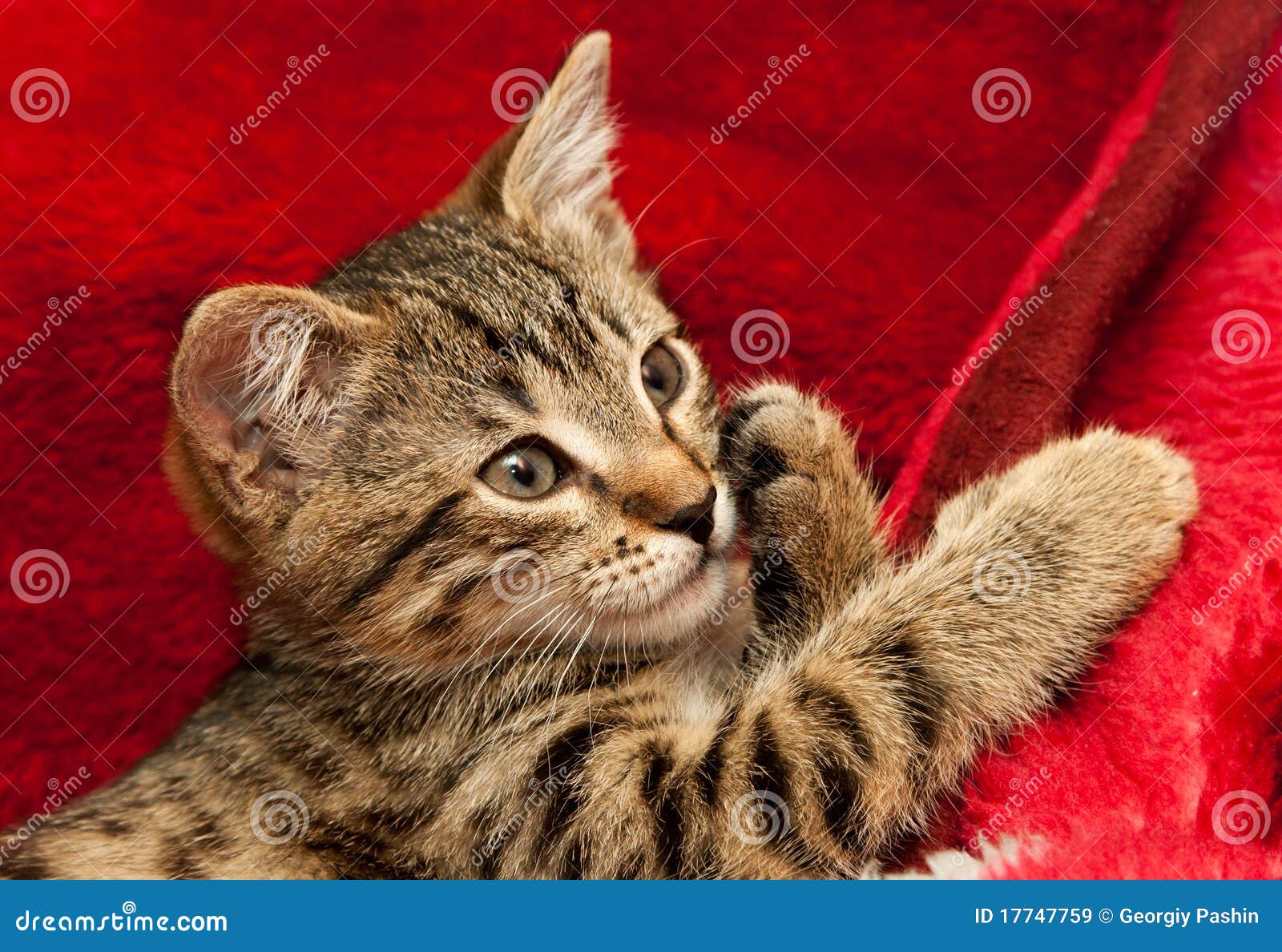Striped Kitten on red stock image. Image of gray, kitten - 17747759
