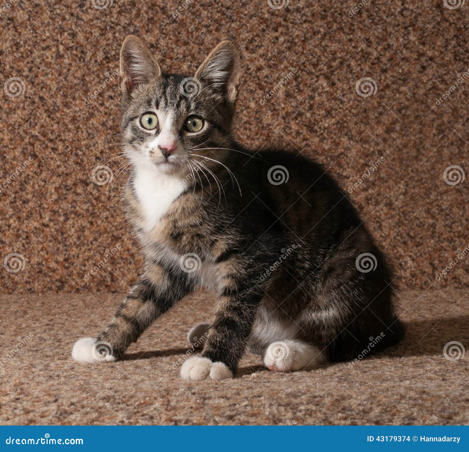 Striped Kitten Sitting on Couch Stock Photo - Image of baby, striped ...