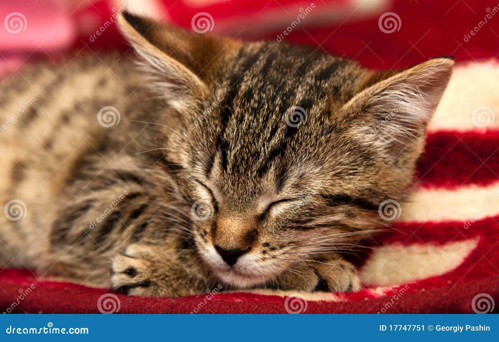 Striped kitten sleeps stock image. Image of whiskers - 17747751