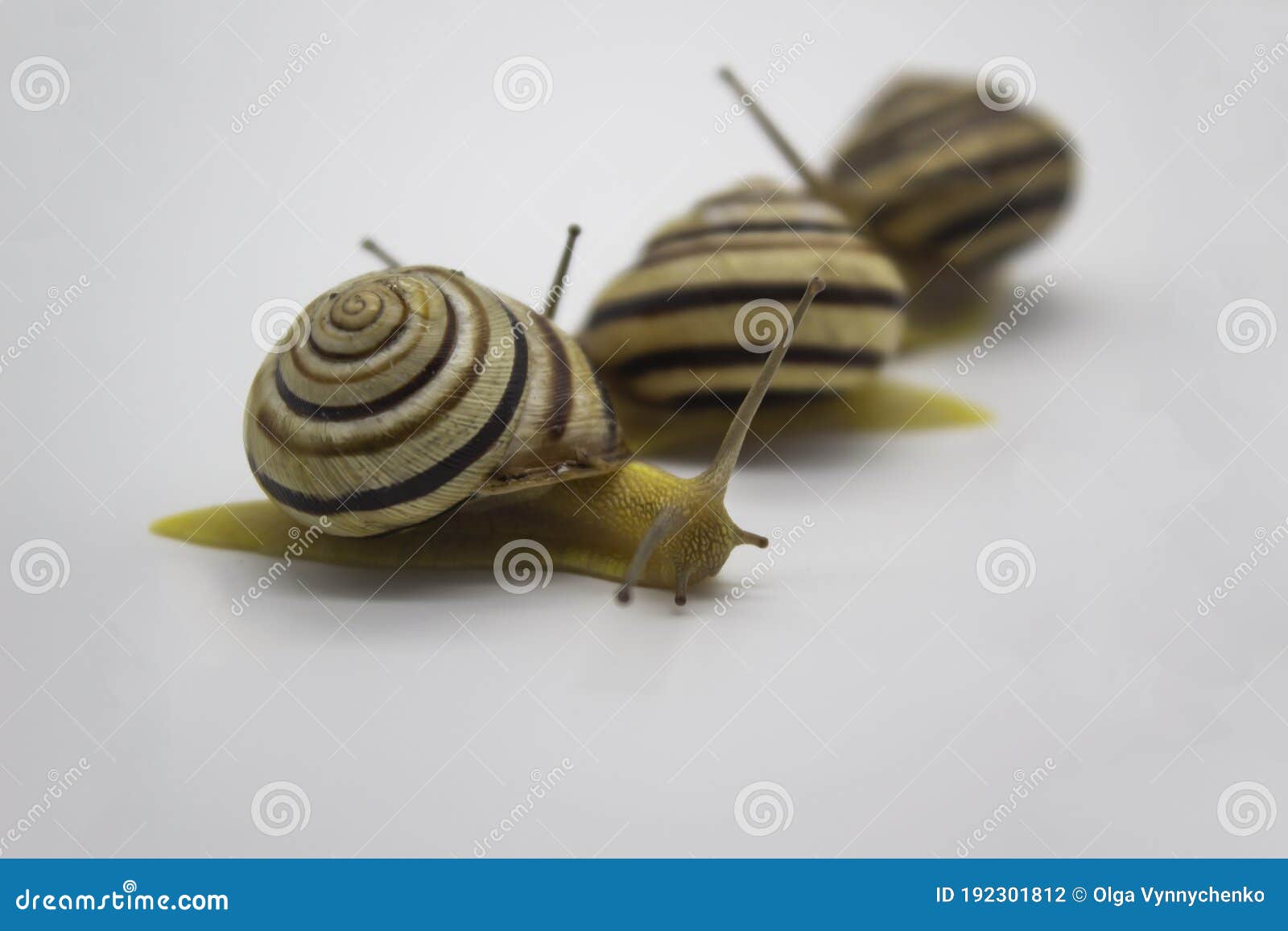 Striped Land Snails on the Grey Background Stock Photo - Image of ...