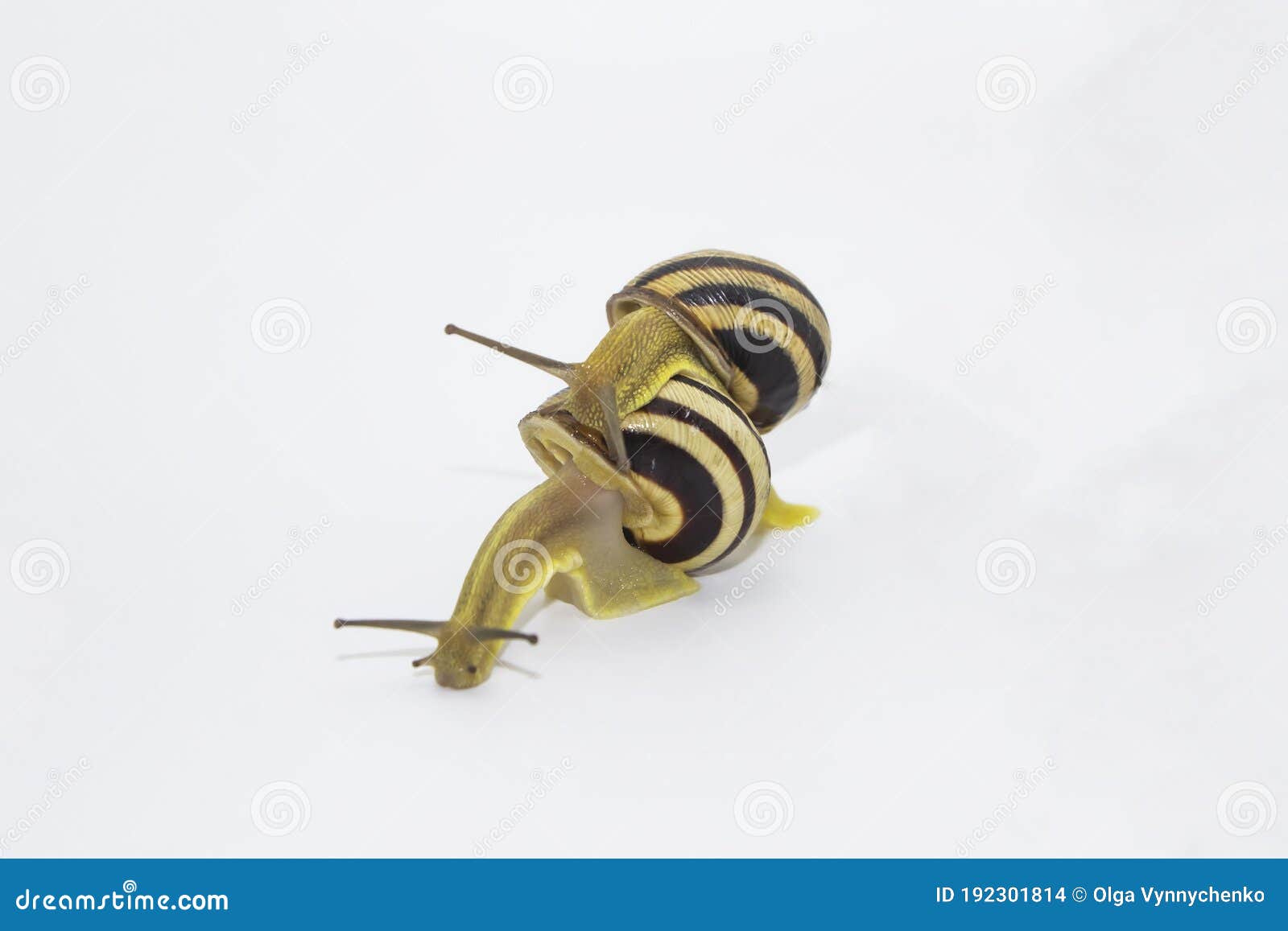 Groove Snails Stock Photos - Free & Royalty-Free Stock Photos from ...