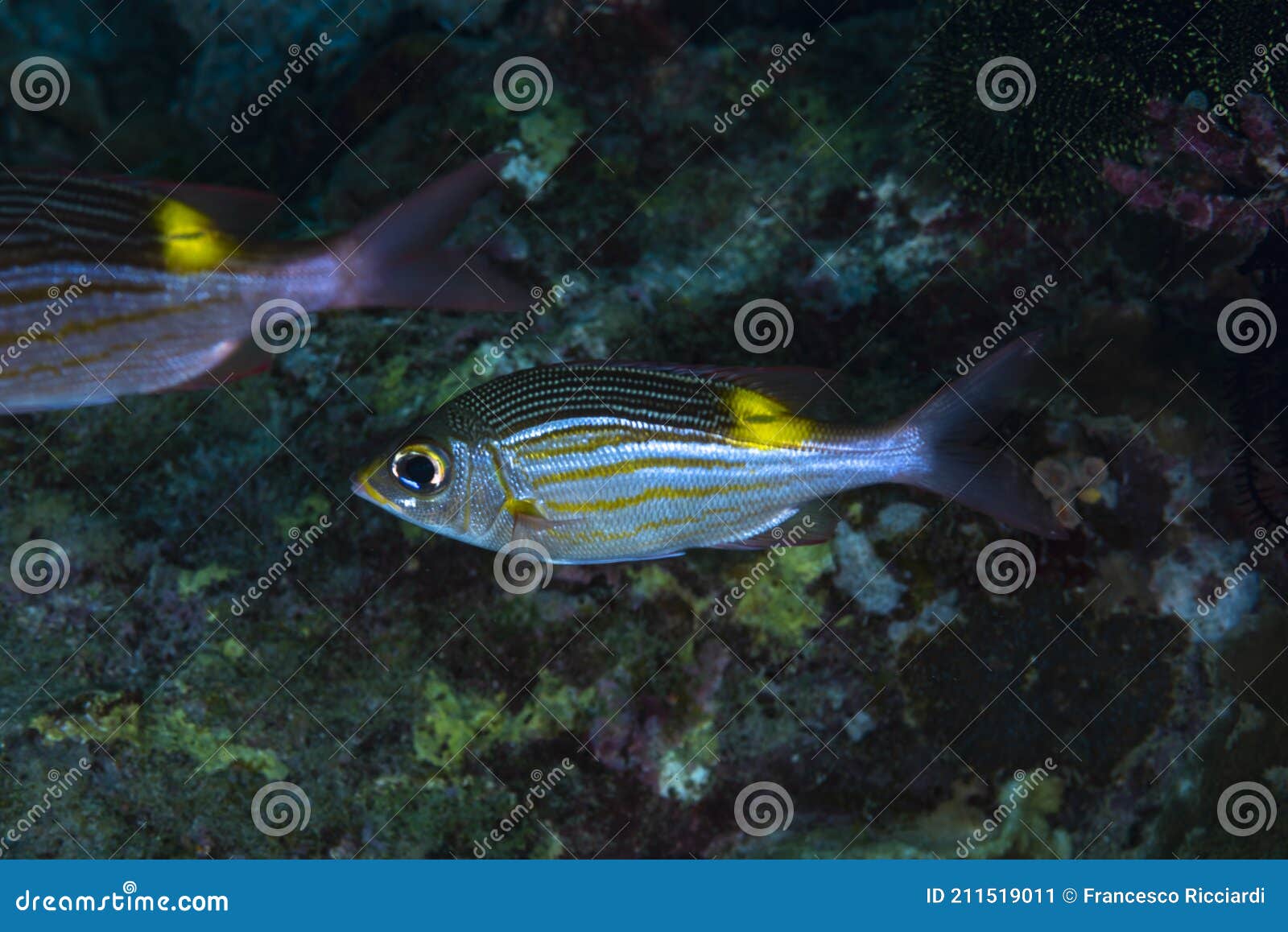 Striped Large-eye Bream Gnathodentex Aureolineatus Stock Image - Image ...