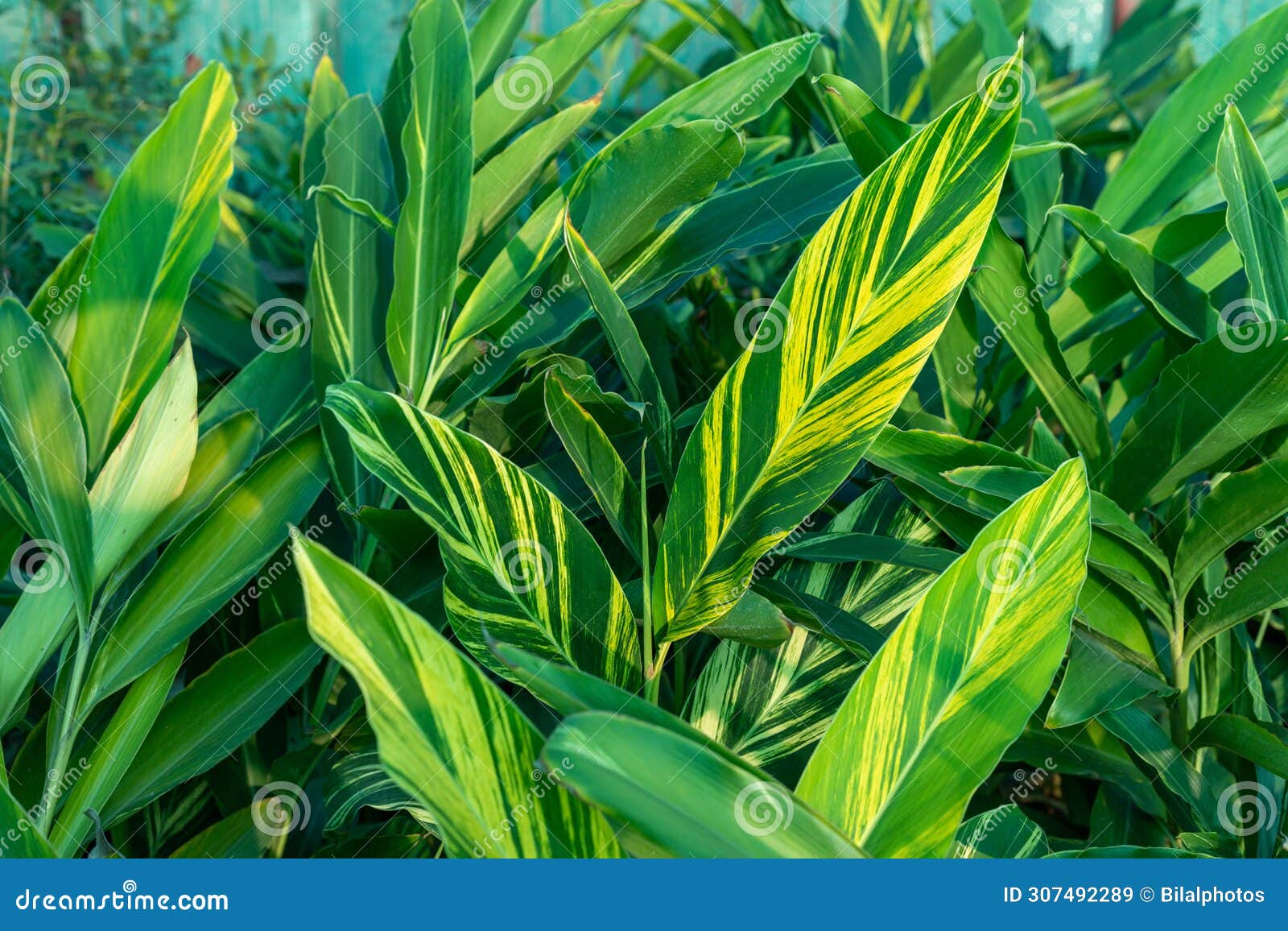 Striped Leaves of Variegated Shell Ginger Plant Stock Image - Image of ...